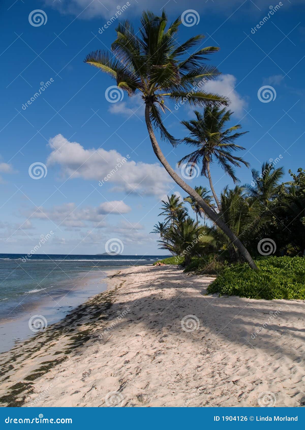 Palmas En La Playa De La Isla Foto de archivo - Imagen de isla ...