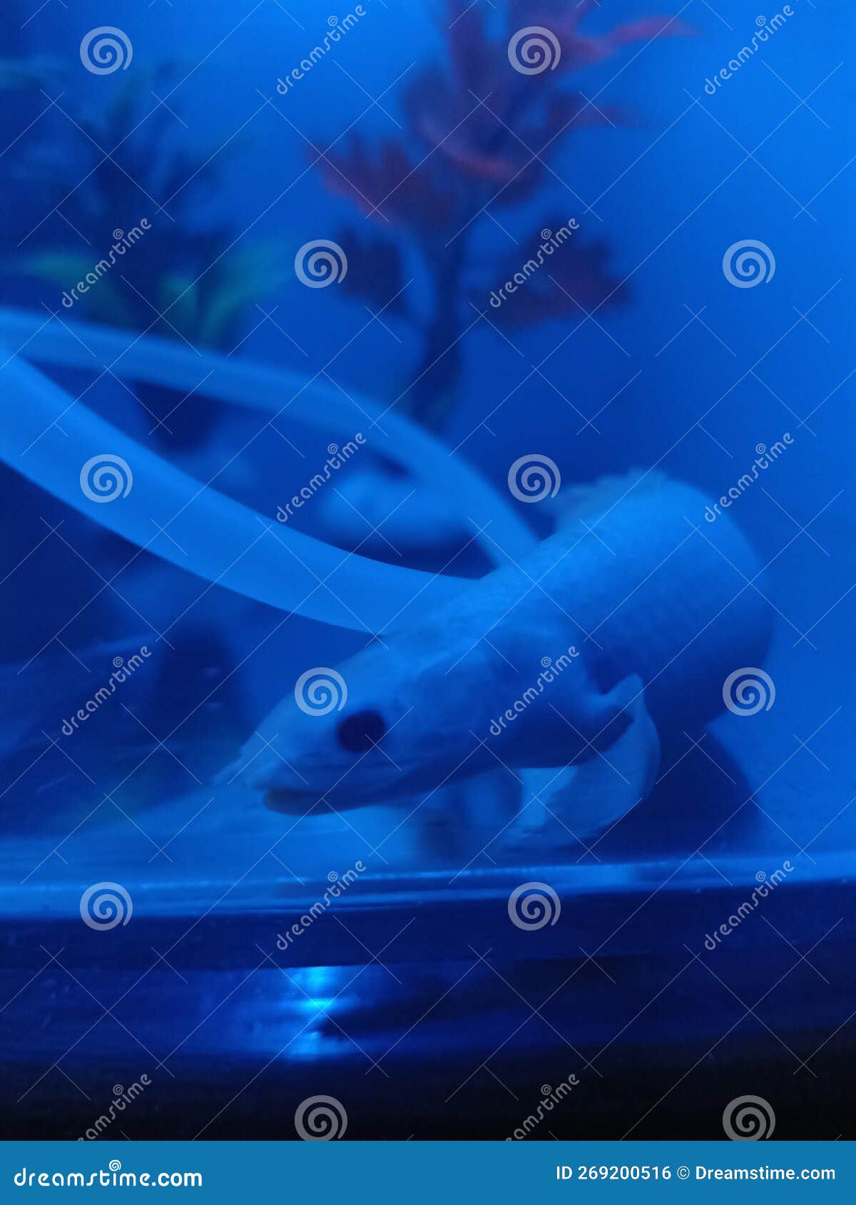 Palmas Fish stock photo. Image of reptile, fish, white - 269200516