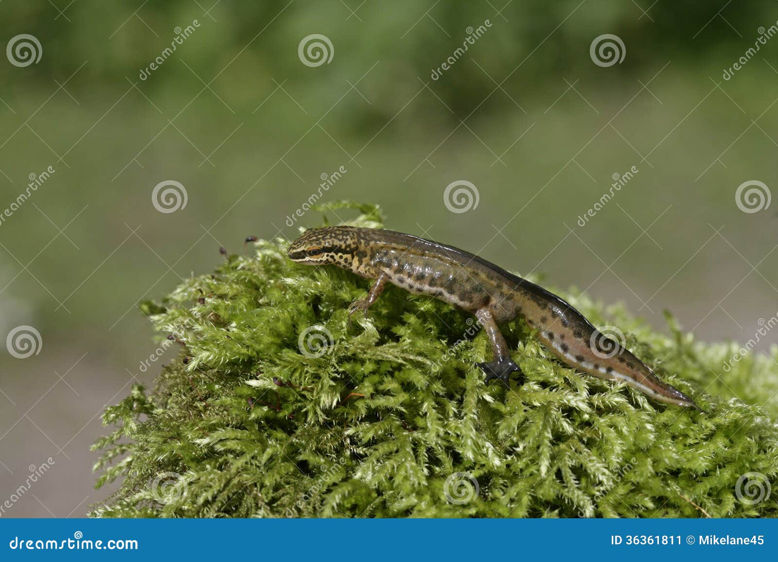 Palmate Newt, Triturus Helveticus Stock Image - Image of helveticus ...