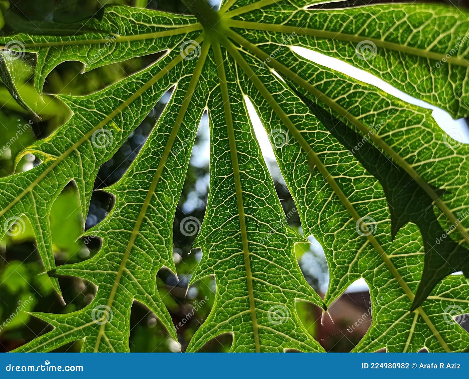 Palmately Leaf Structure with Pattern Stock Photo - Image of morning ...