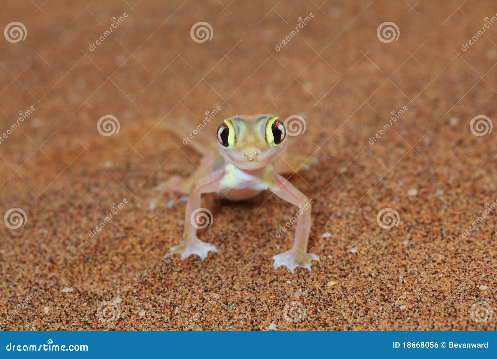 Palmato Gecko Lizard Front View Stock Photo - Image of gekko, colourful ...