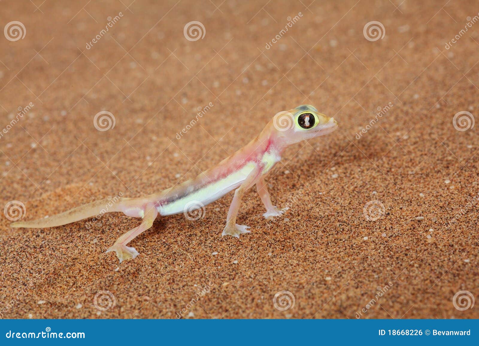 Palmato Gecko Lizard Side View Stock Photo - Image of nature, footed ...