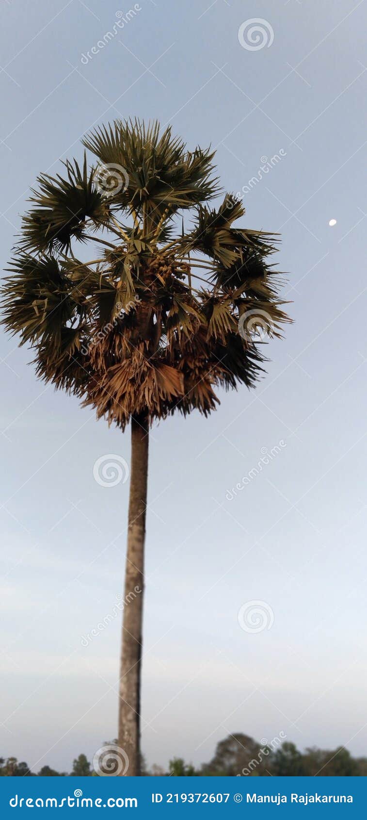 Sri Lankan Palmyra Tree in Village Stock Image - Image of lankan ...