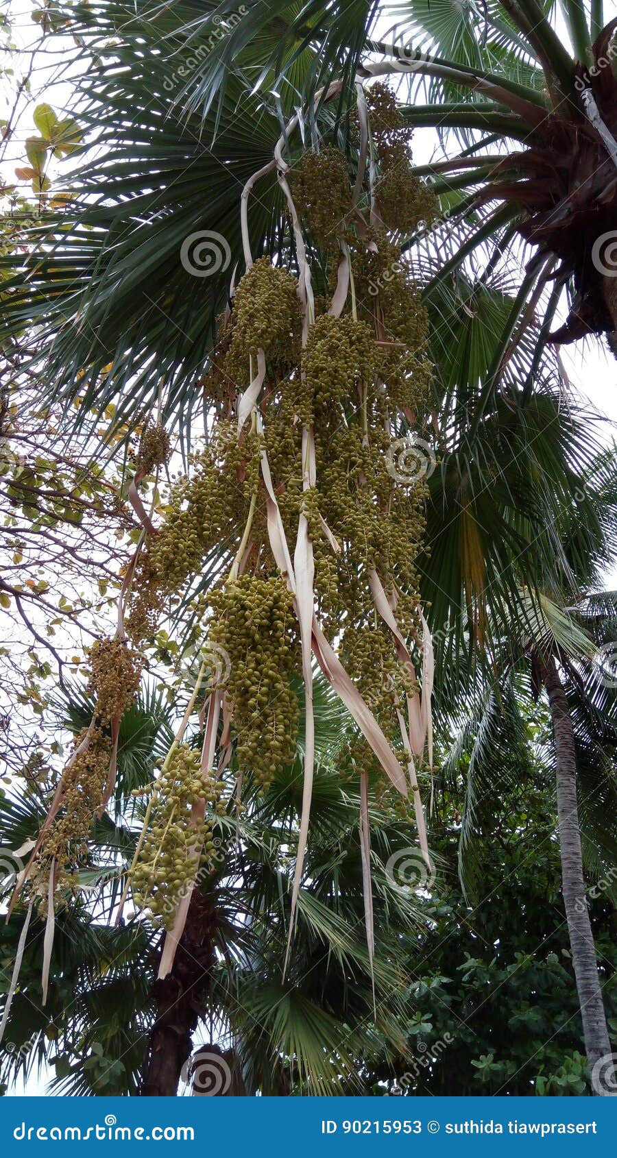 Smallpalmball Stock Photos - Free & Royalty-Free Stock Photos from ...