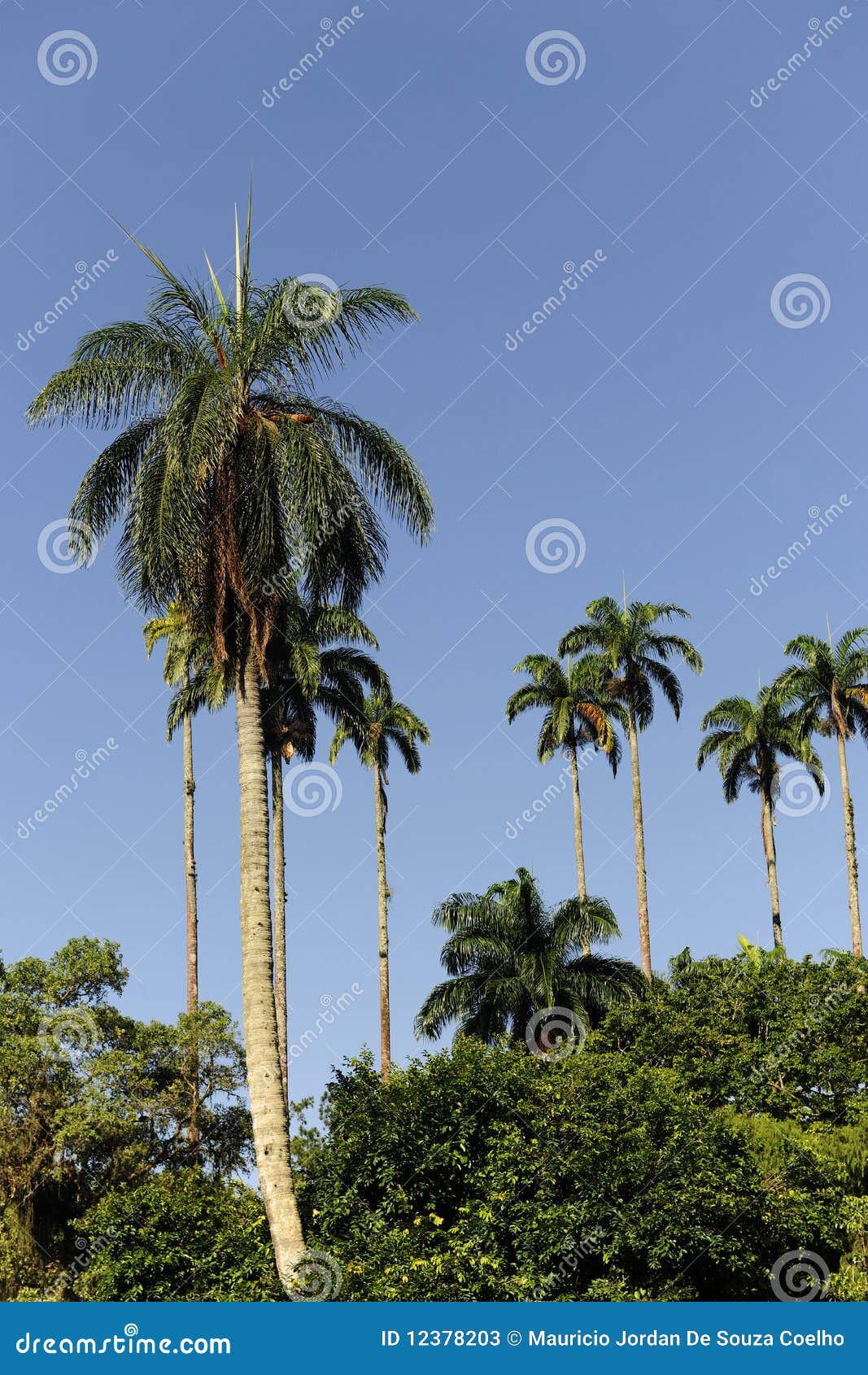 Palme immagine stock. Immagine di ecosistema, ricorso - 12378203
