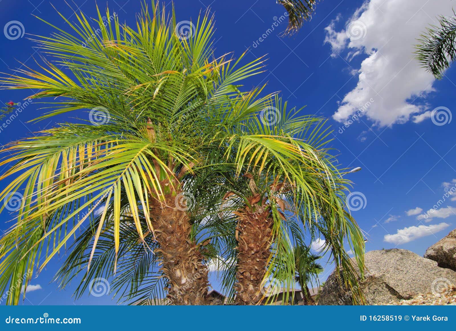 Palme immagine stock. Immagine di nave, estate, palma - 16258519