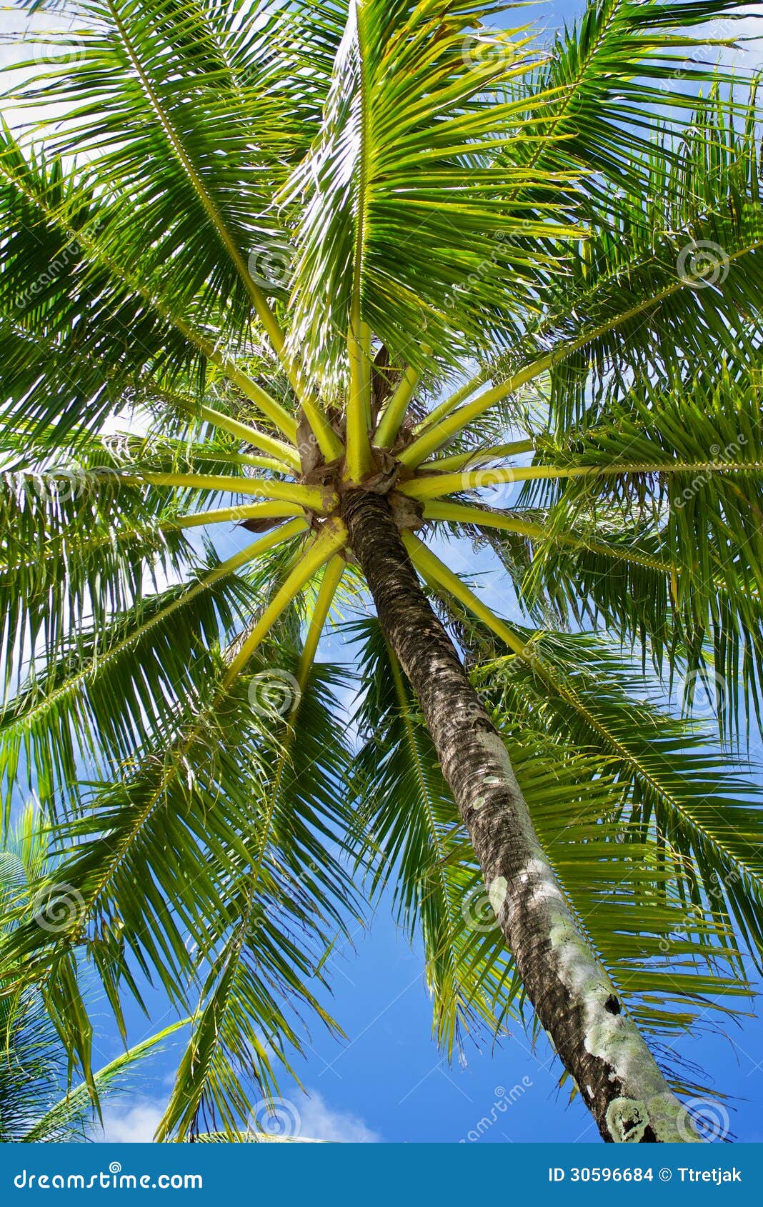 Palme stockfoto. Bild von schön, pflanzen, reise, szene - 30596684