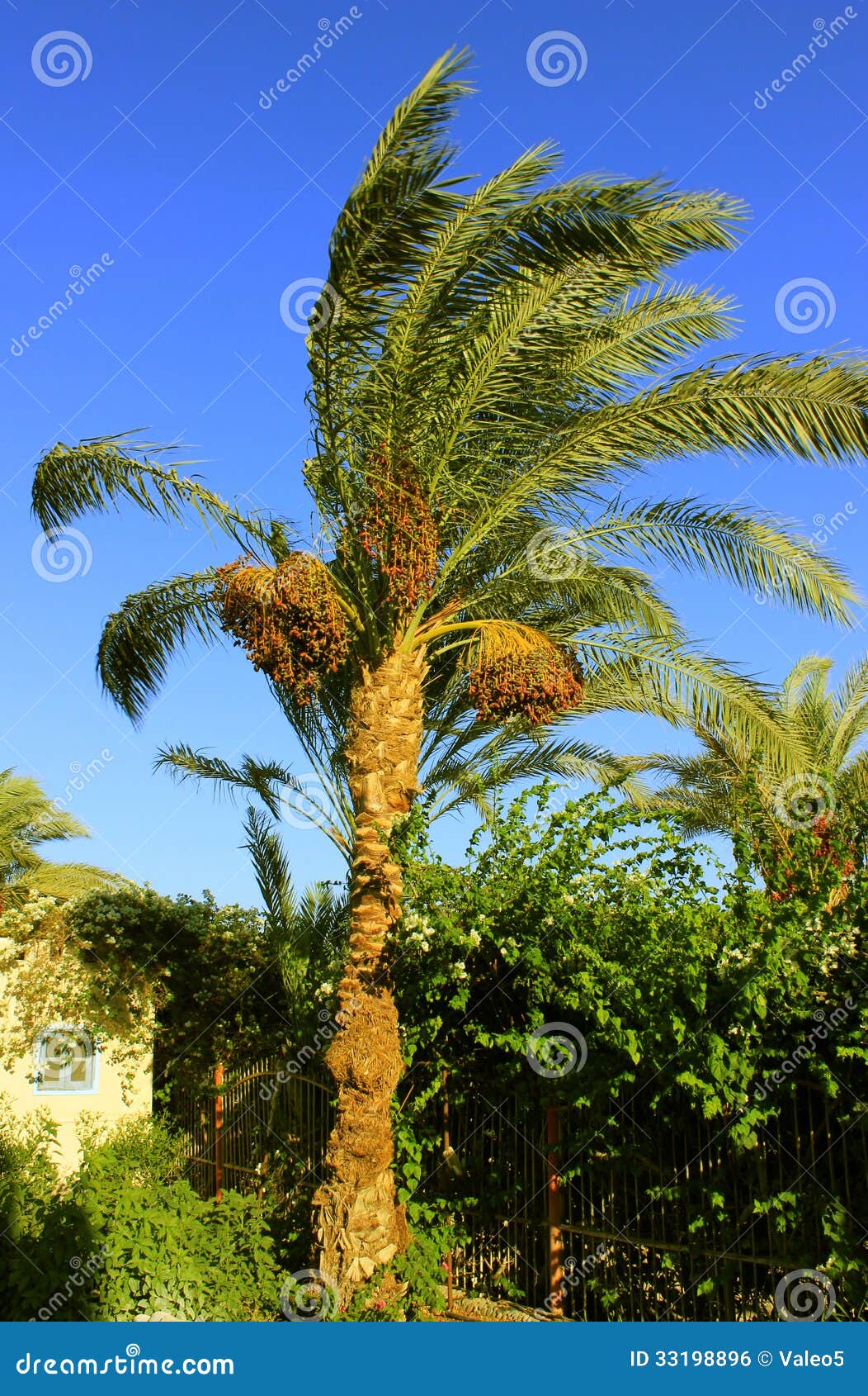 Palme stockfoto. Bild von park, hintergrund, leuchte - 33198896