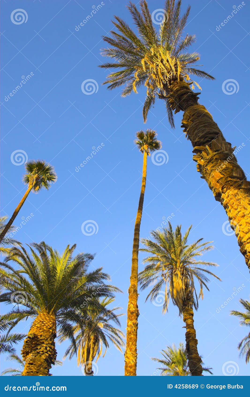 Palme immagine stock. Immagine di oasi, palma, foglio - 4258689