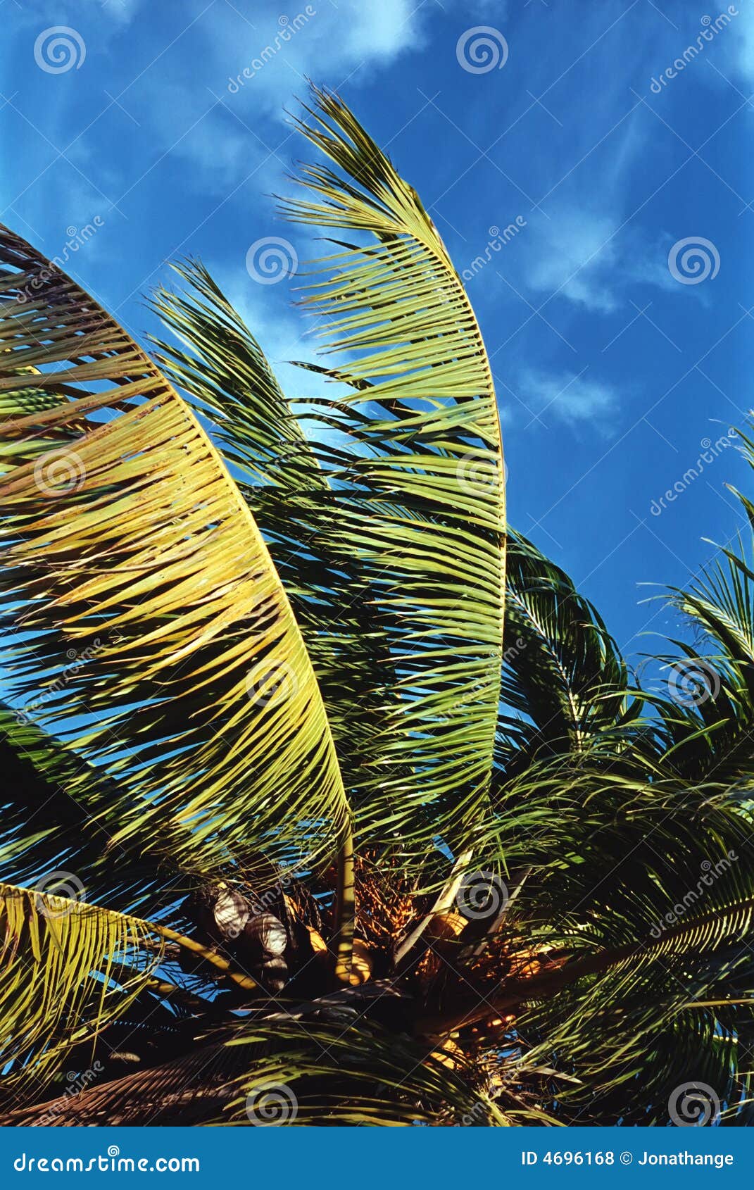 Palme stockfoto. Bild von strände, florida, palme, blätter - 4696168