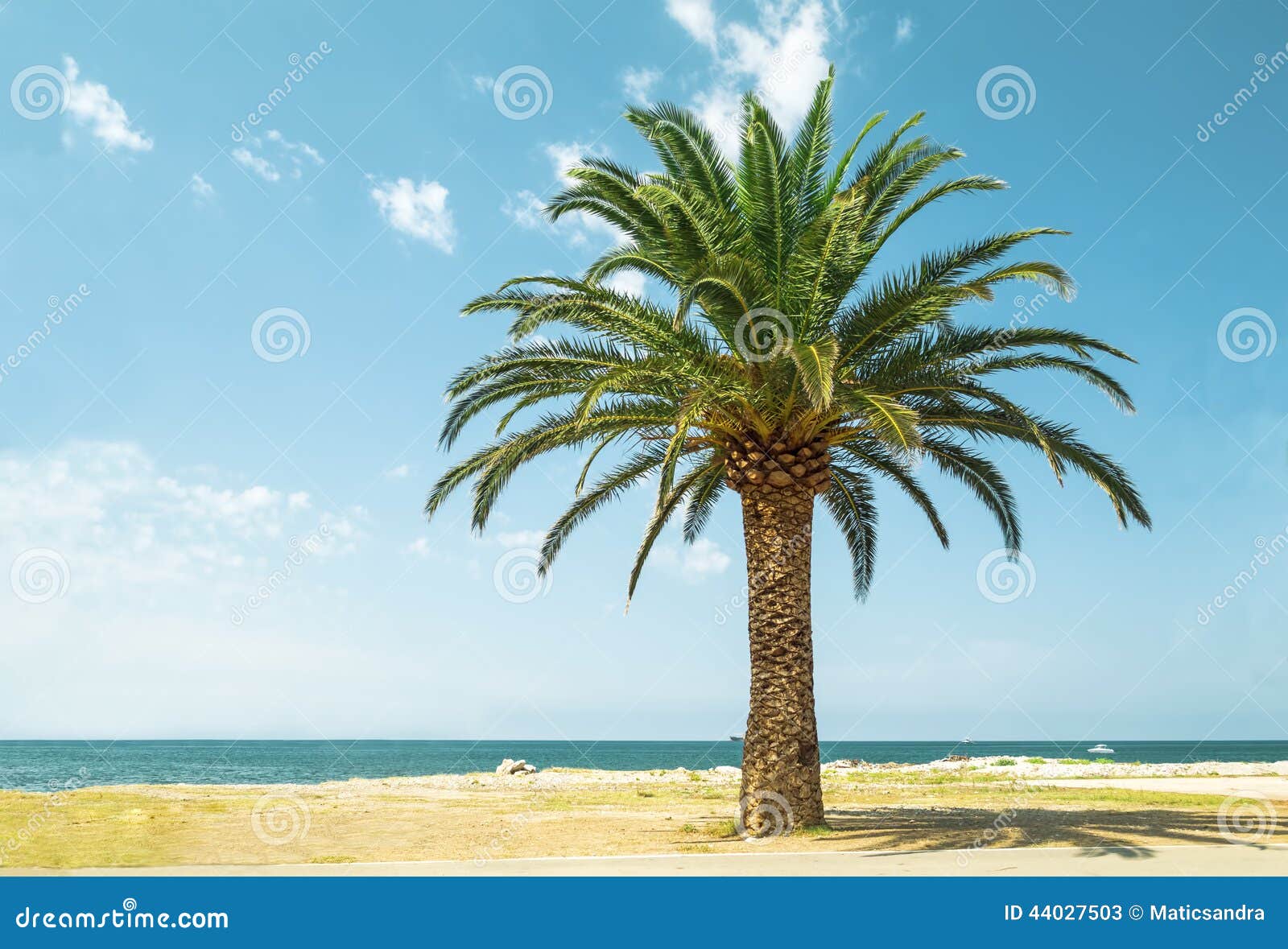 Palme auf dem Strand stockbild. Bild von meer, küste - 44027503