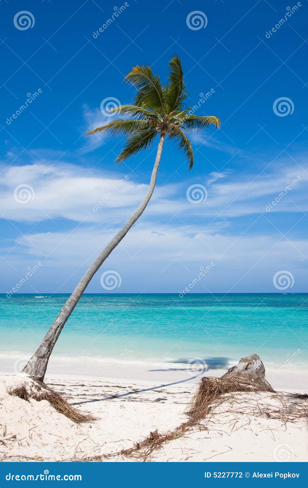 Palme auf dem Strand stockfoto. Bild von ruhe, szenen - 5227772