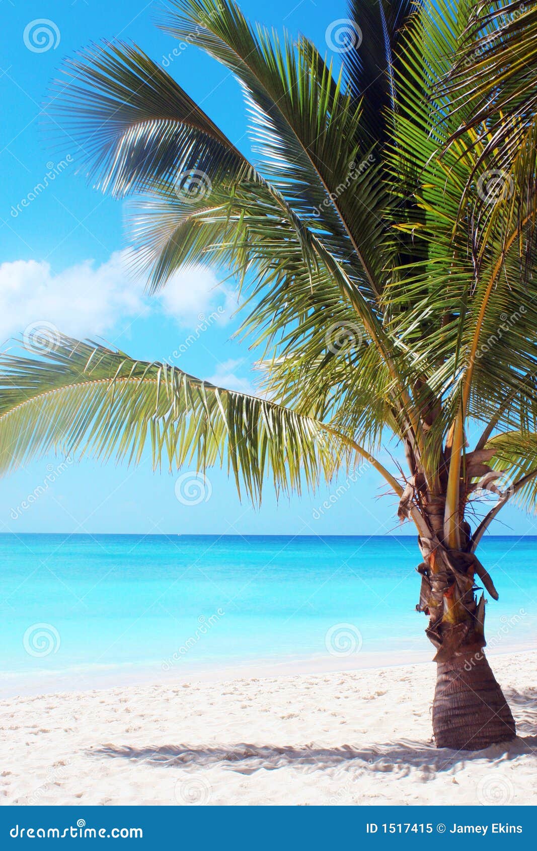 Palme Auf Tropischem Strand Stockbild - Bild von rücksortierung ...