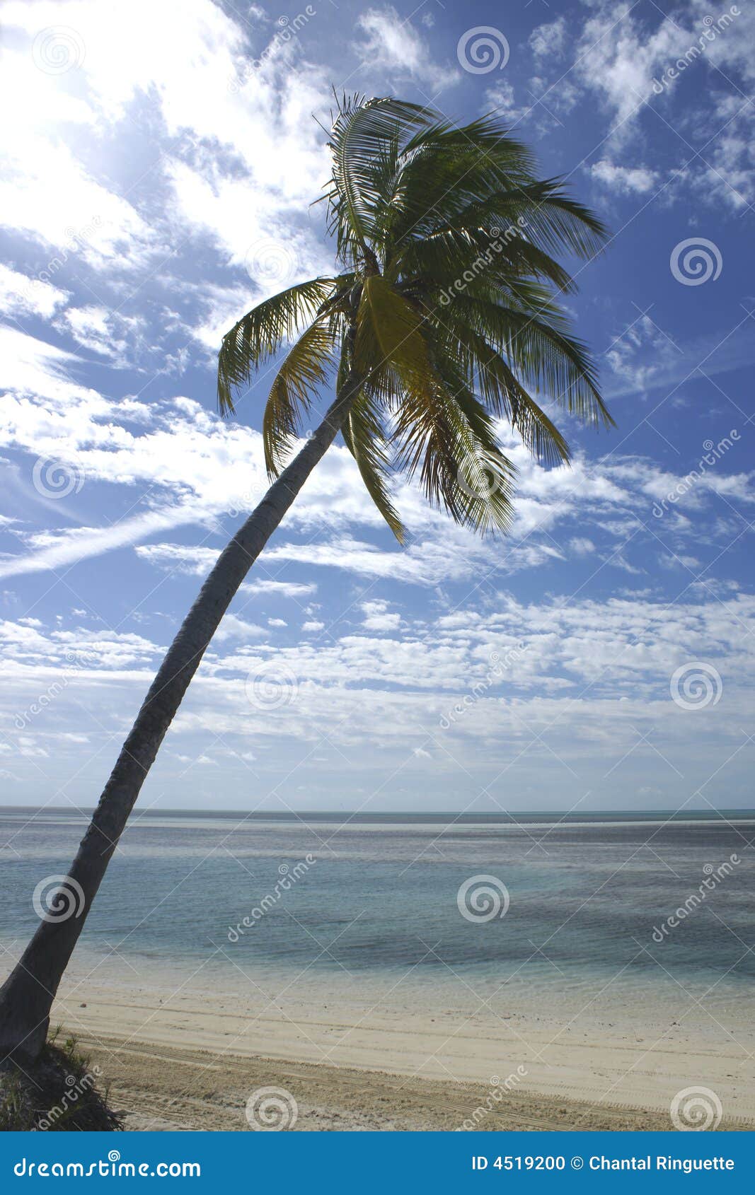 Palme Auf Tropischem Strand Bild. Bild: 4519200