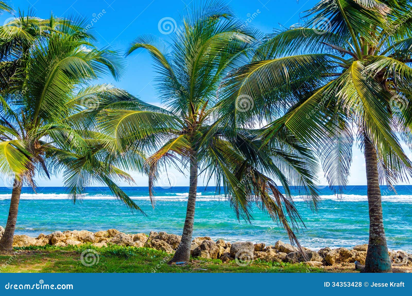 Palme e mare fotografia stock. Immagine di nessuno, andre - 34353428