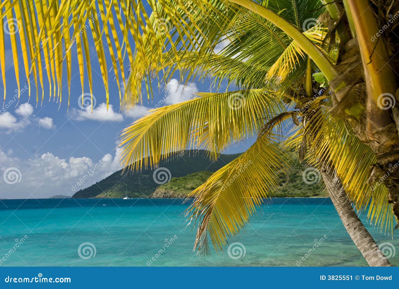 Palme-Inseln stockbild. Bild von tortola, meer, britisch - 3825551