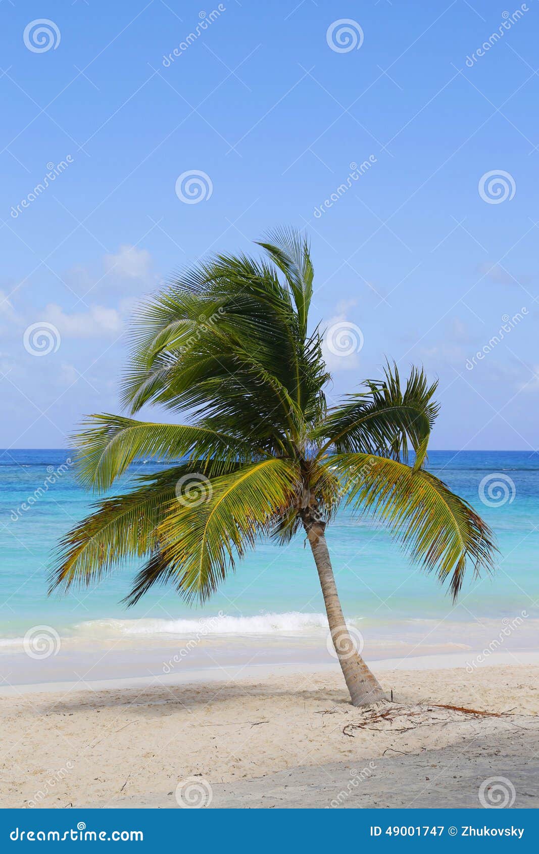 Palme am Karibischen Strand Stockbild - Bild von strand, belize: 49001747