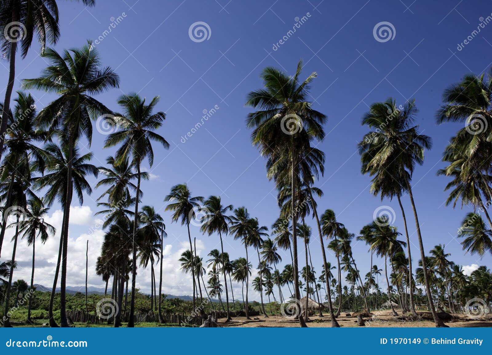 Palme und Strand stockbild. Bild von baum, grün, blatt - 1970149