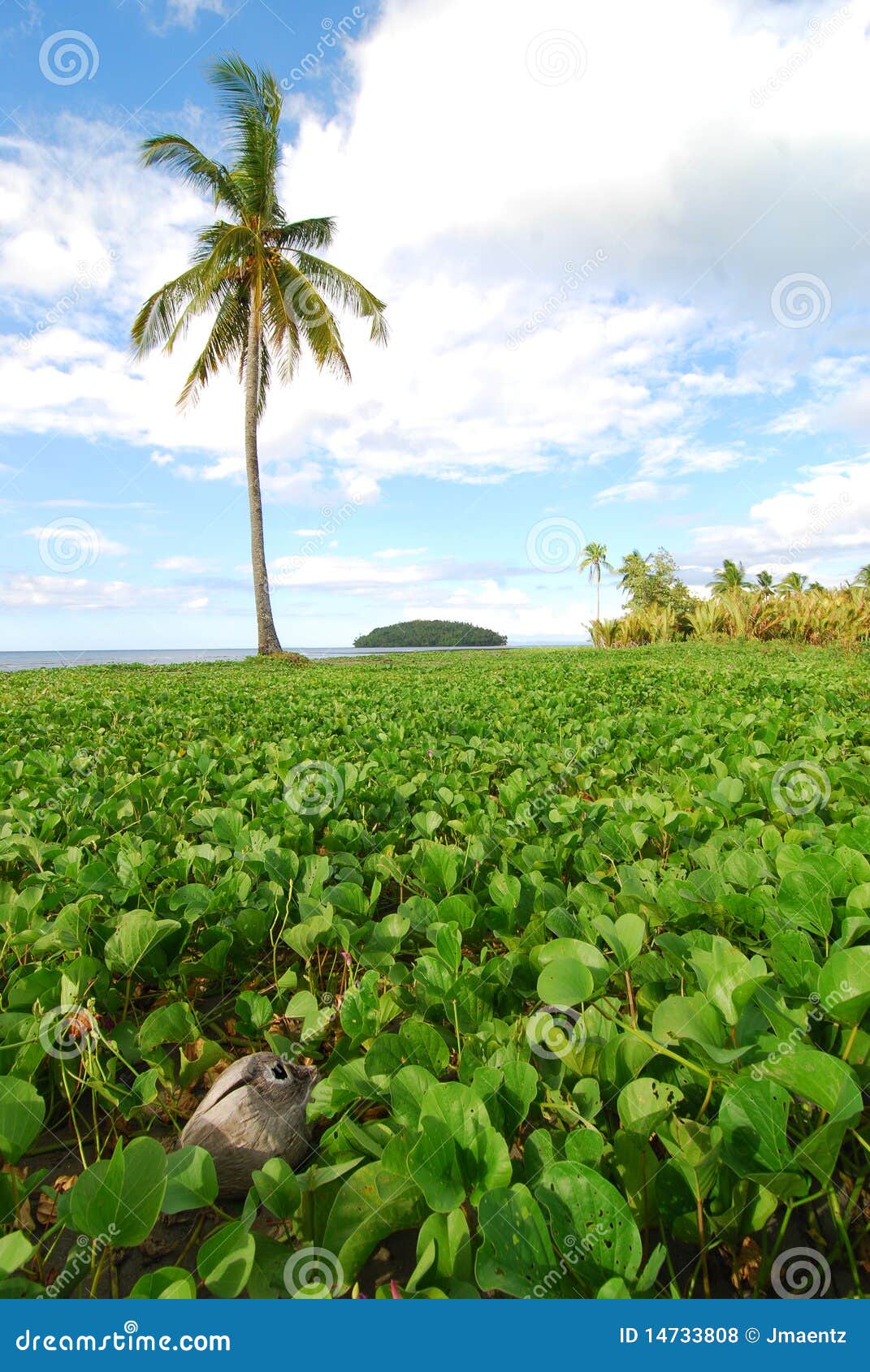 Palme Und Strand-Vegetation Stockfoto - Bild von grün, ozean: 14733808
