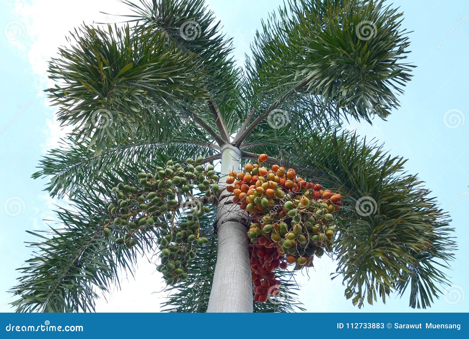 Palmeira bonita verde imagem de stock. Imagem de fruta - 112733883