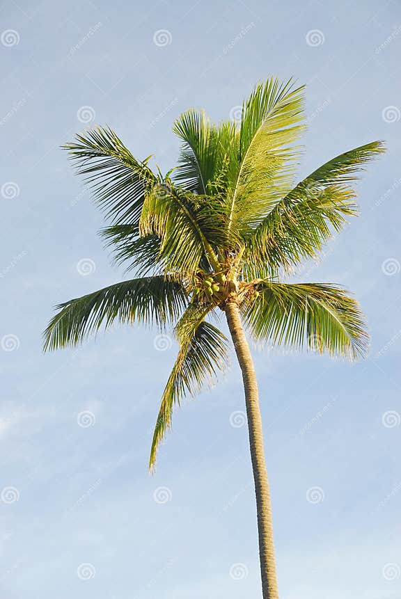 Palmeira (coco) foto de stock. Imagem de nave, coco, colorido - 6429426