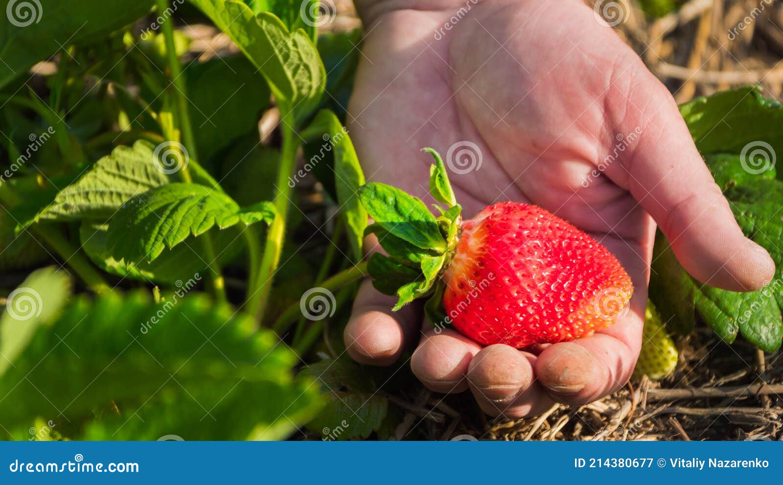Palmeira Com Morango Grande Imagem de Stock - Imagem de morango ...