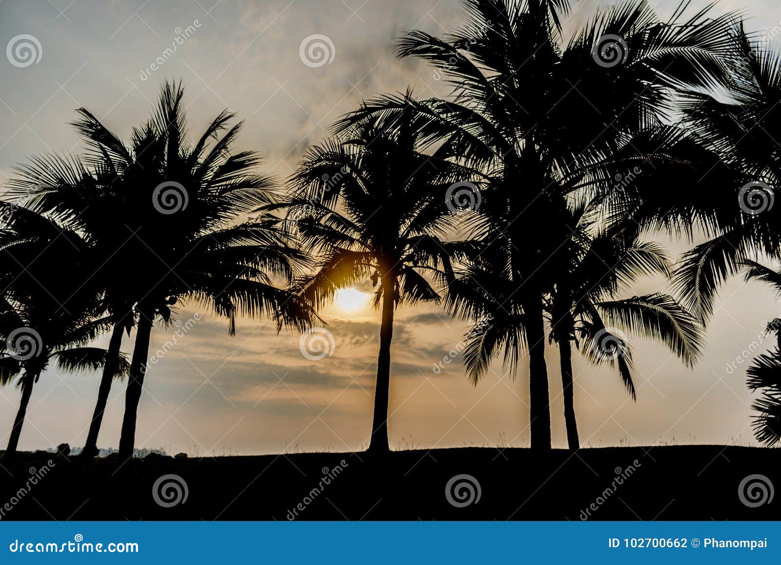 Palmeira Do Coco Com Grama Verde No Parque No Sol Para Baixo Foto de ...