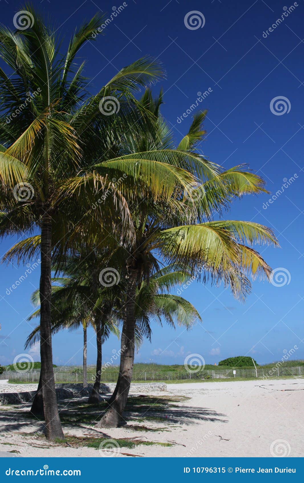 Palmeira em Miami Beach imagem de stock. Imagem de azul - 10796315