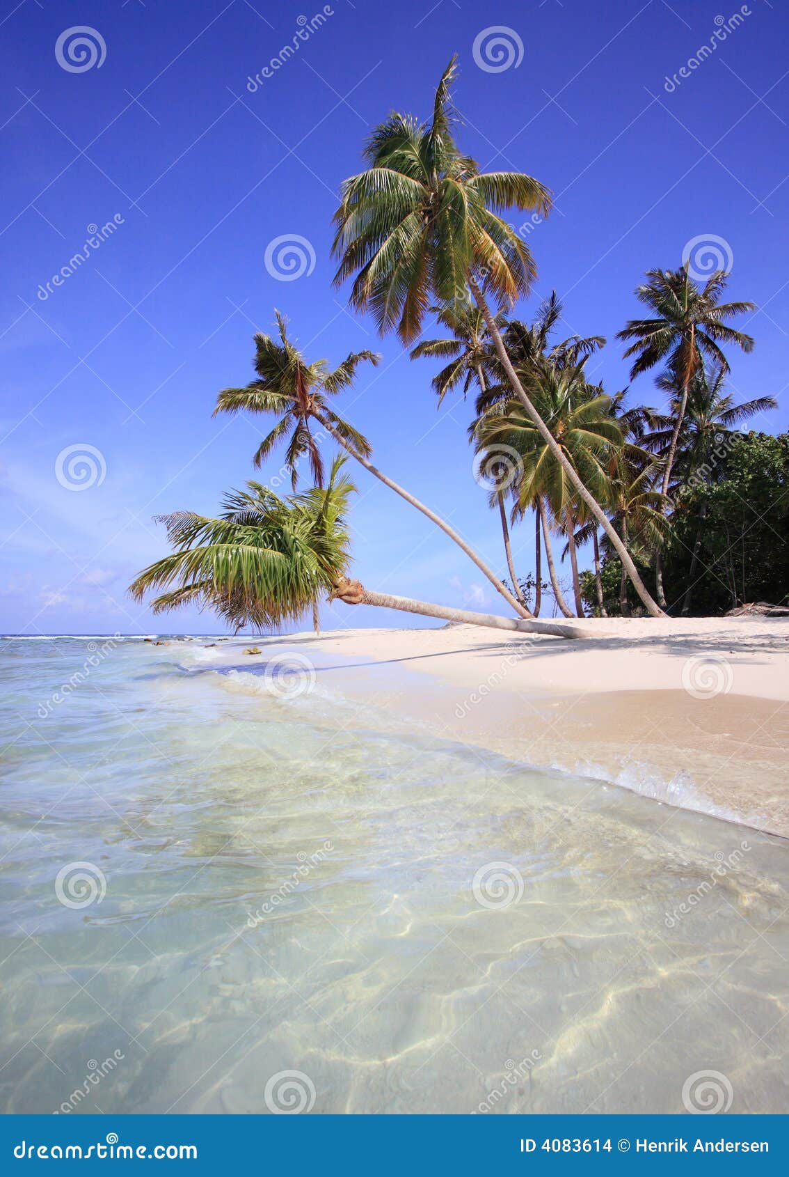 Palmen Auf Exotischem Strand Stockfoto - Bild von palme, tropisch: 4083614