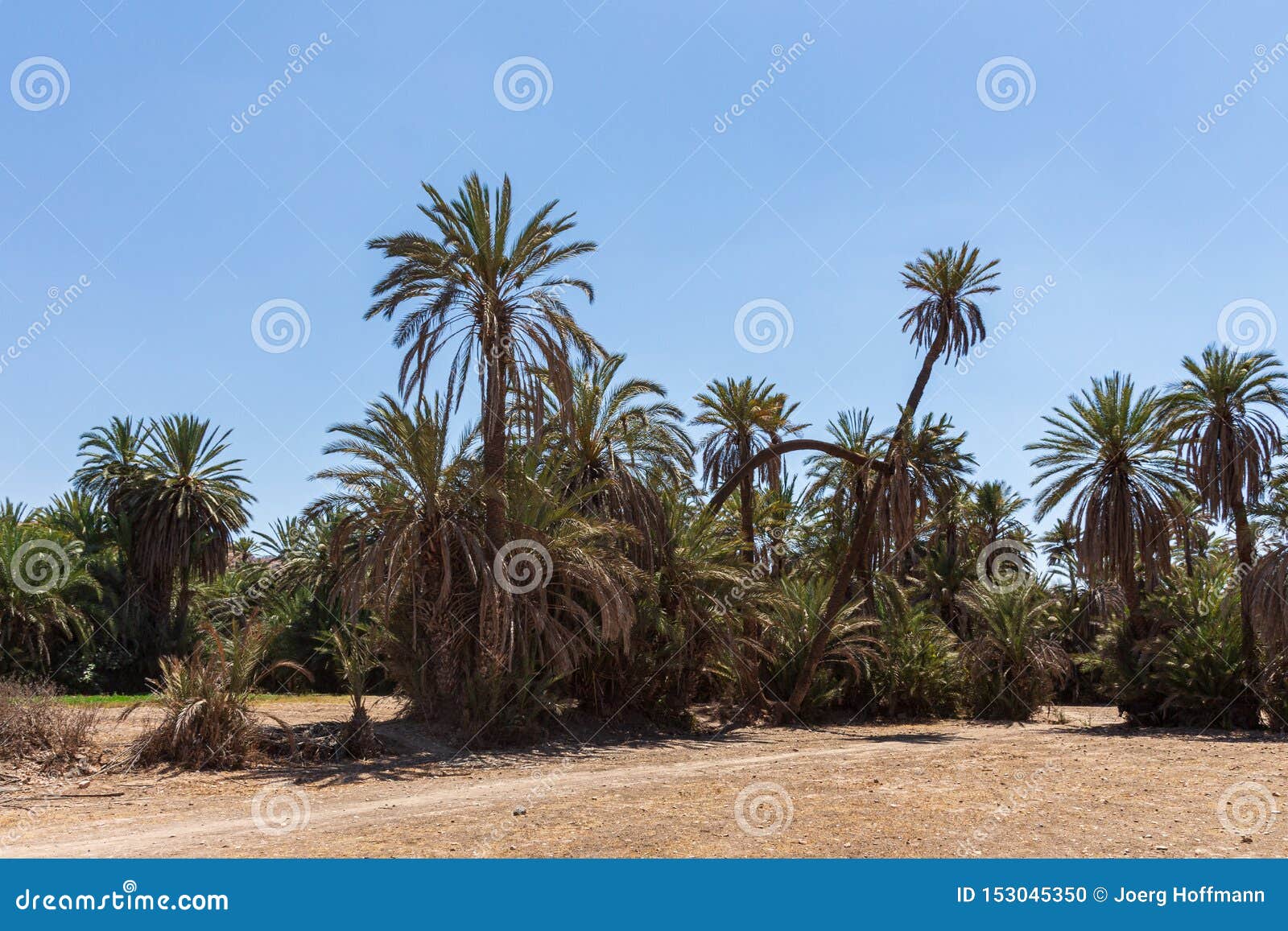 Palm Trees in the Oasis of Tiout Stock Photo - Image of panorama ...