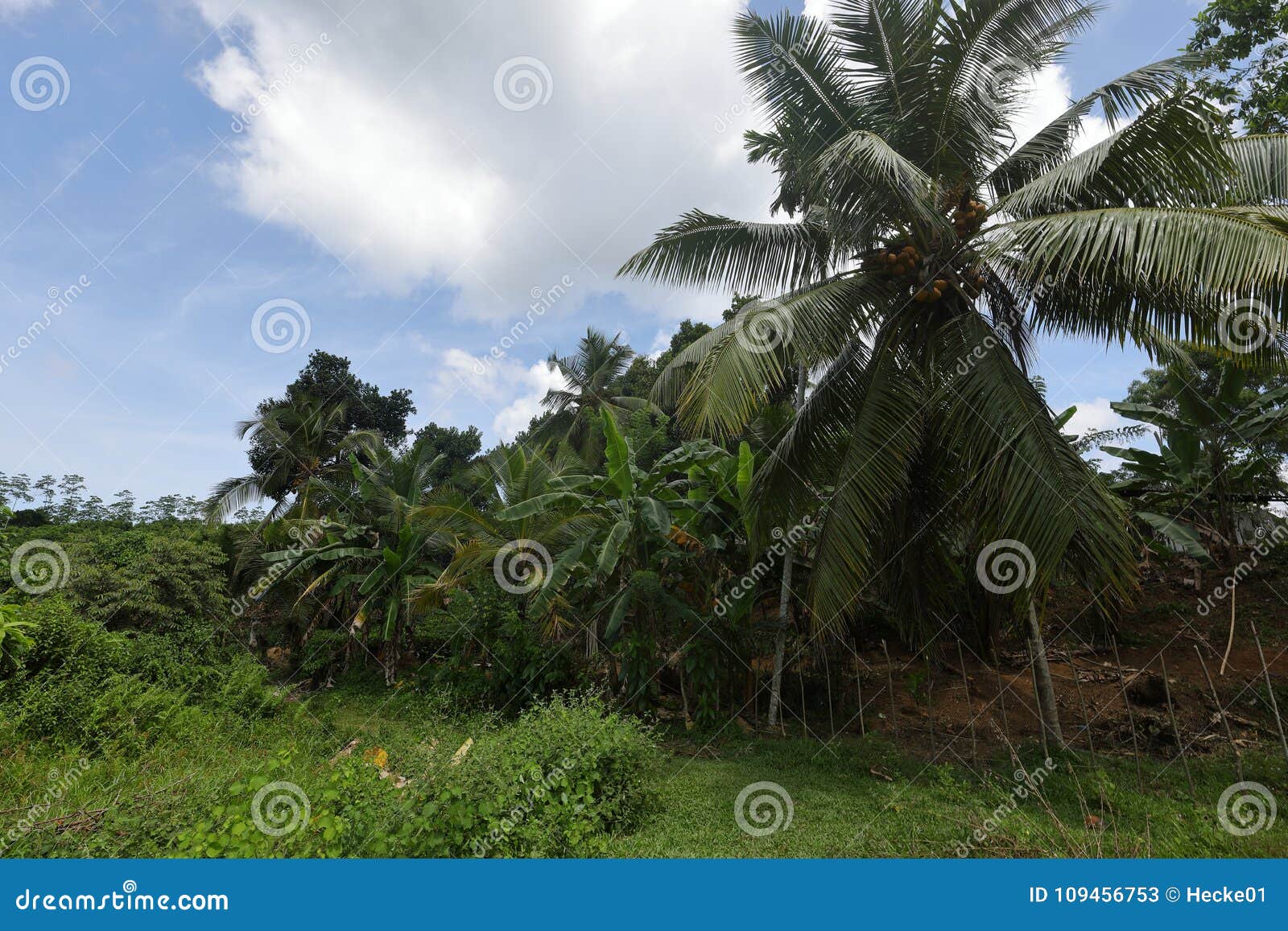 Palmen in Het Oerwoud Van Sri Lanka Stock Afbeelding - Image of ceylon ...