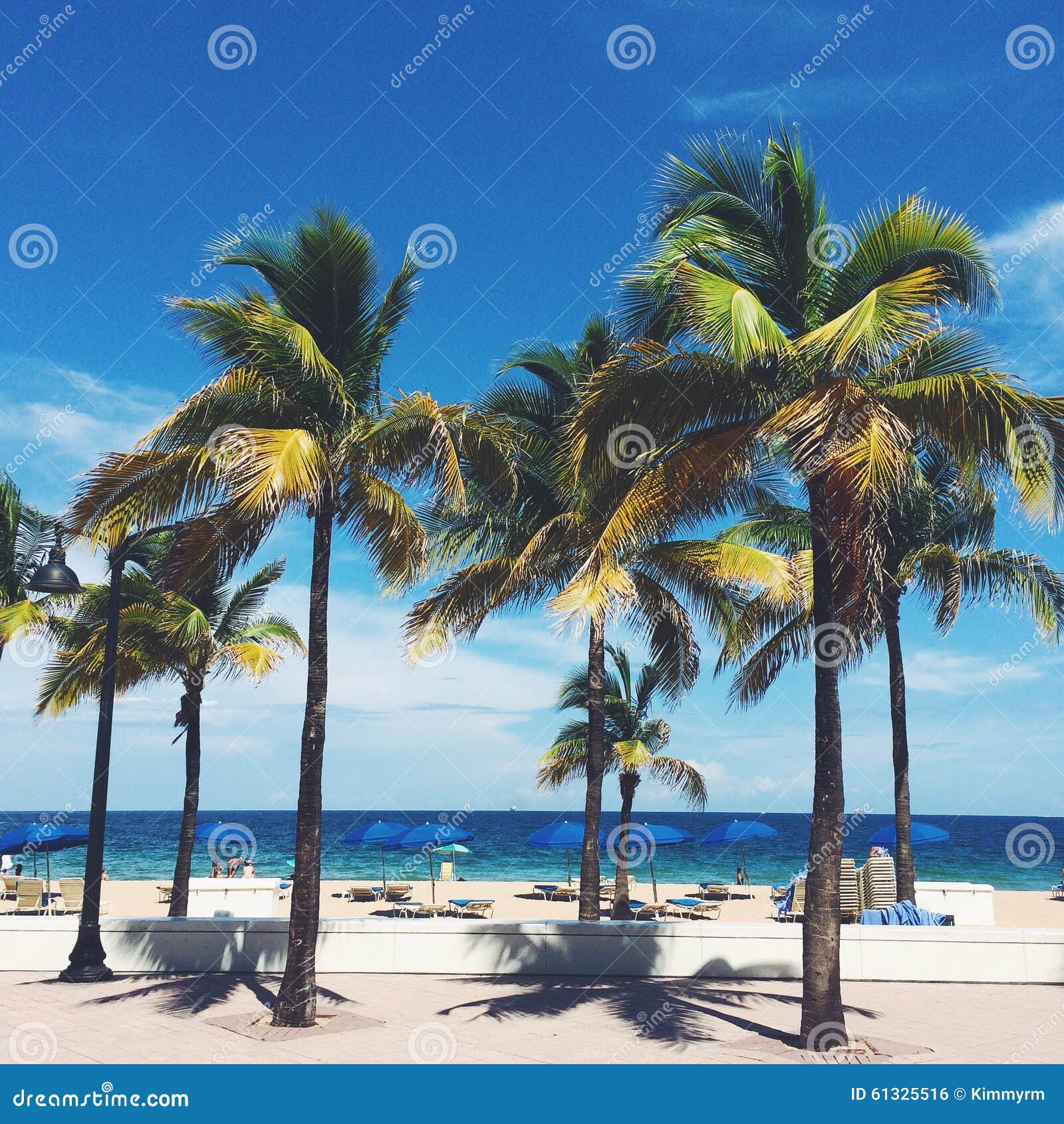 Palmen Op Het Strand Van Florida Stock Foto - Image of landschap ...