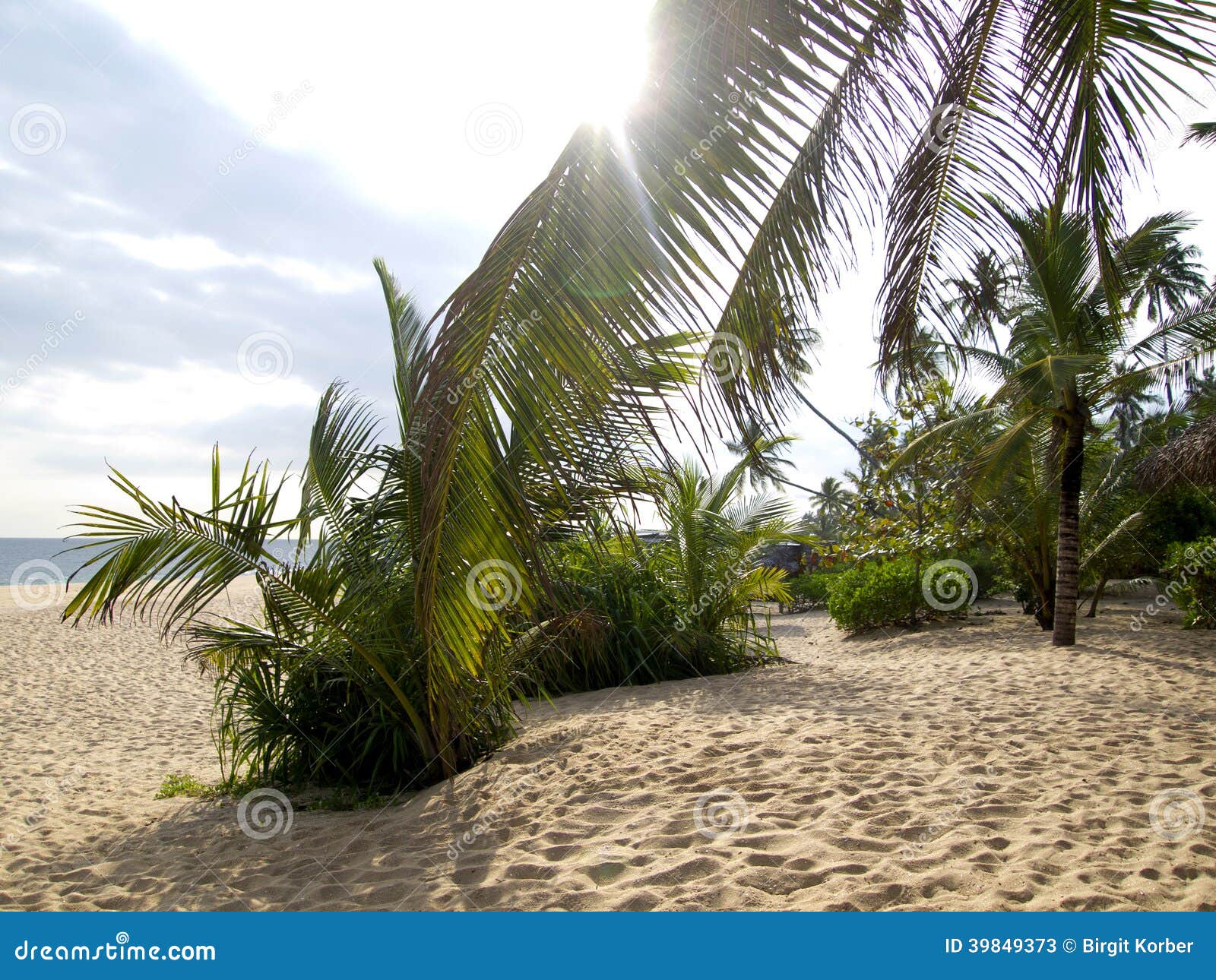 Palmen am Strand stockbild. Bild von tourist, welle, landschaft - 39849373