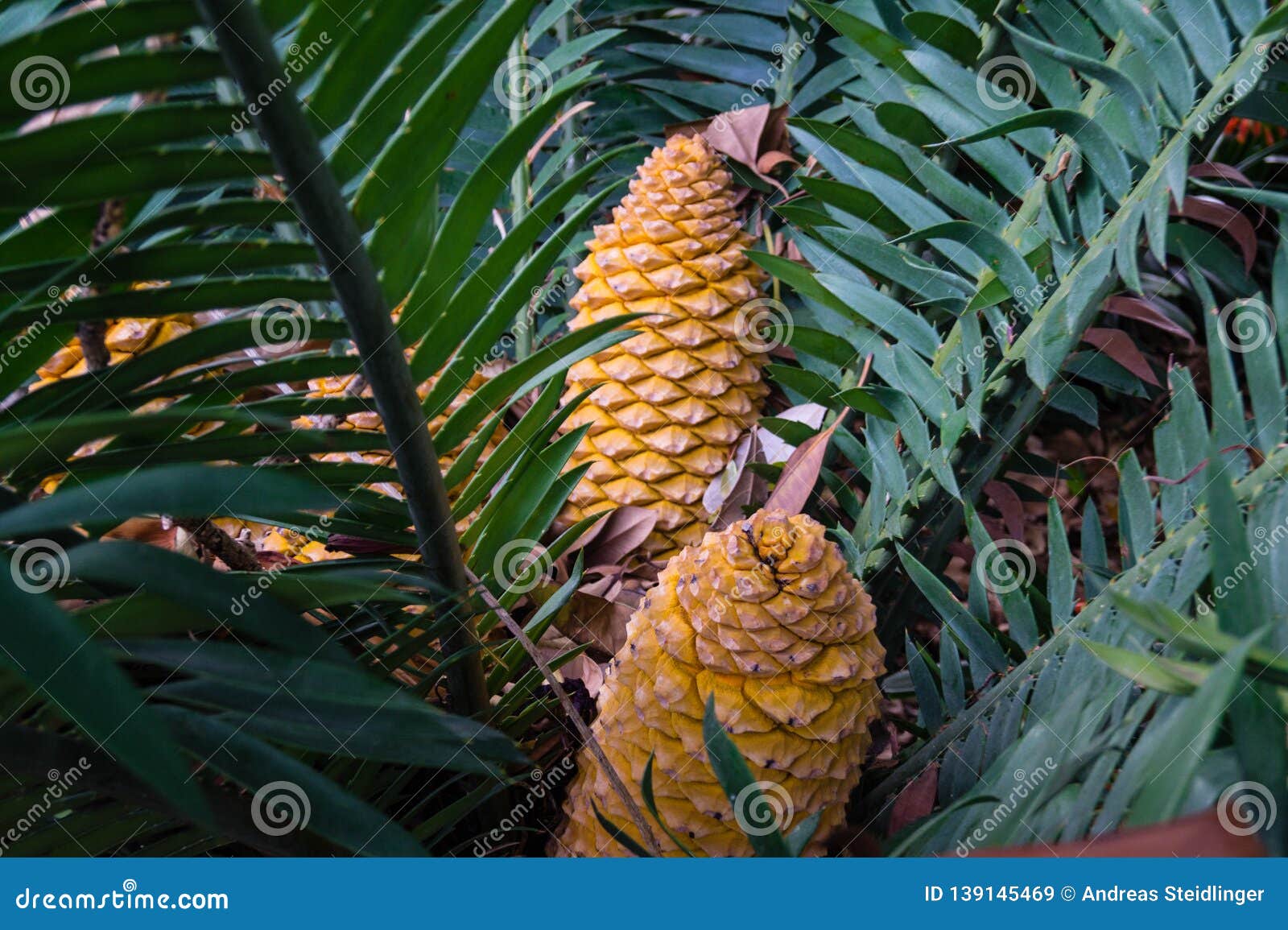 Palmenfarn Cycad stockbild. Bild von farn, ananas, blatt - 139145469