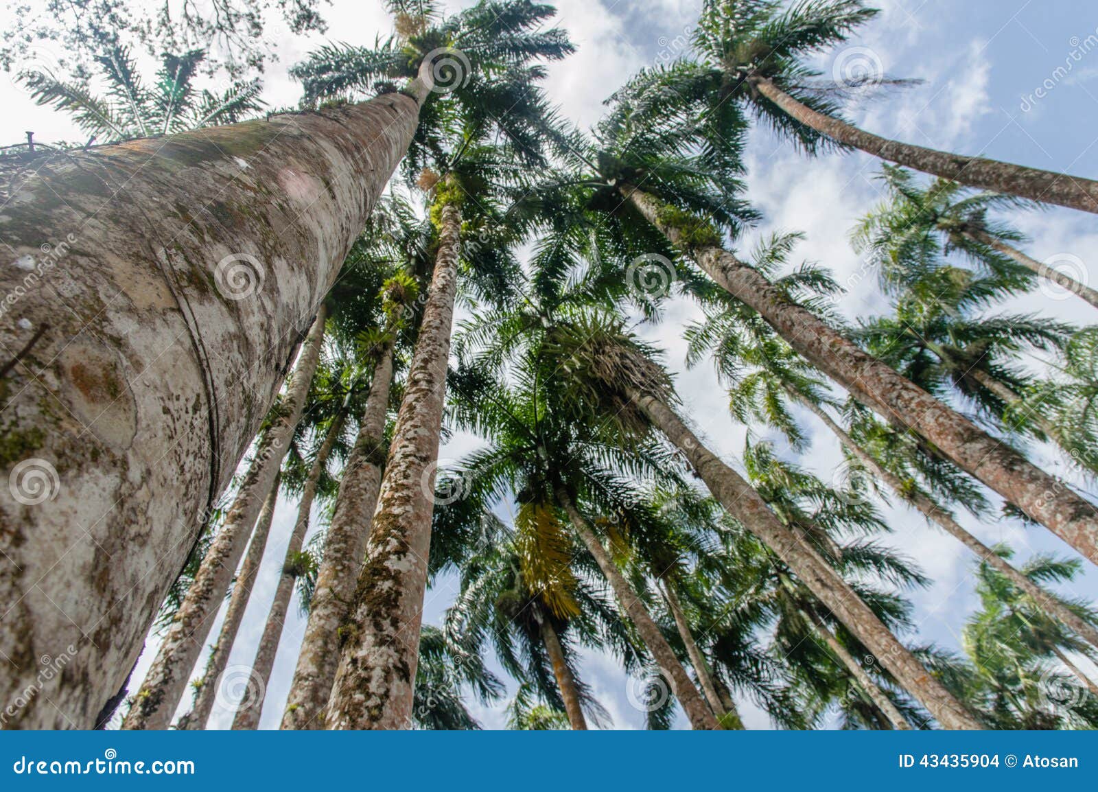 Palmentuin stock photo. Image of palm, tree, garden, paramaribo - 43435904