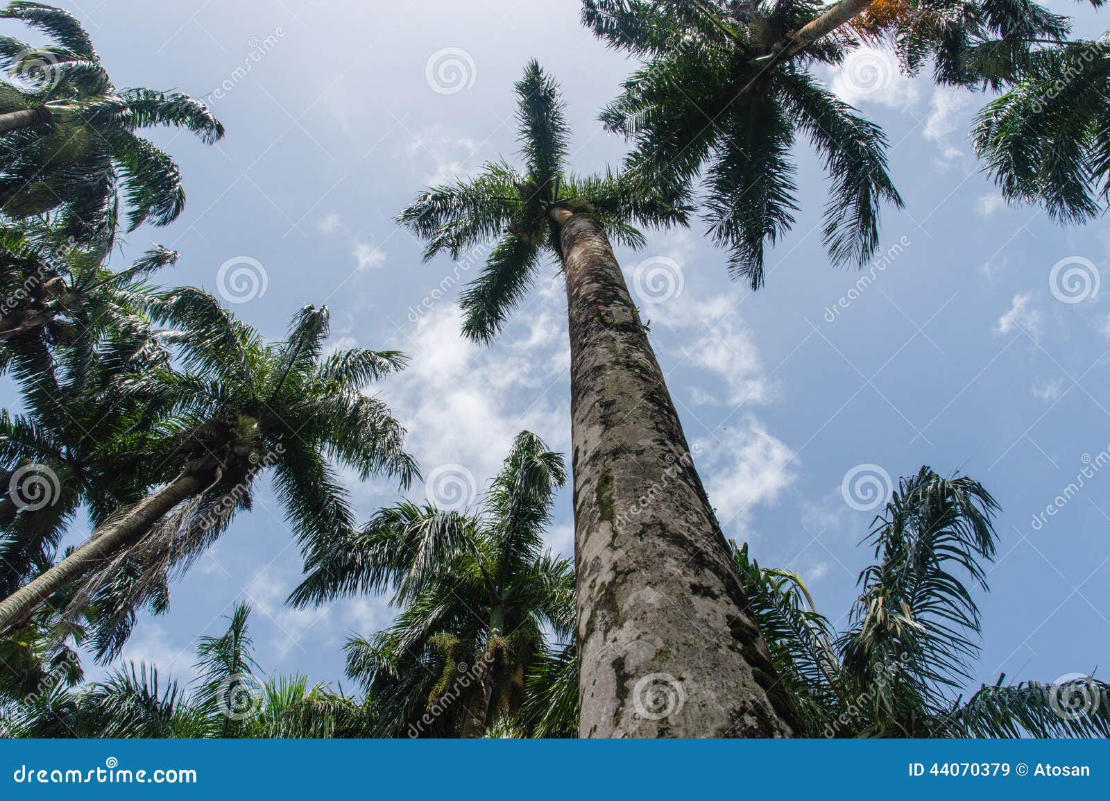 Palmentuin stock image. Image of formal, garden, climate - 44070379