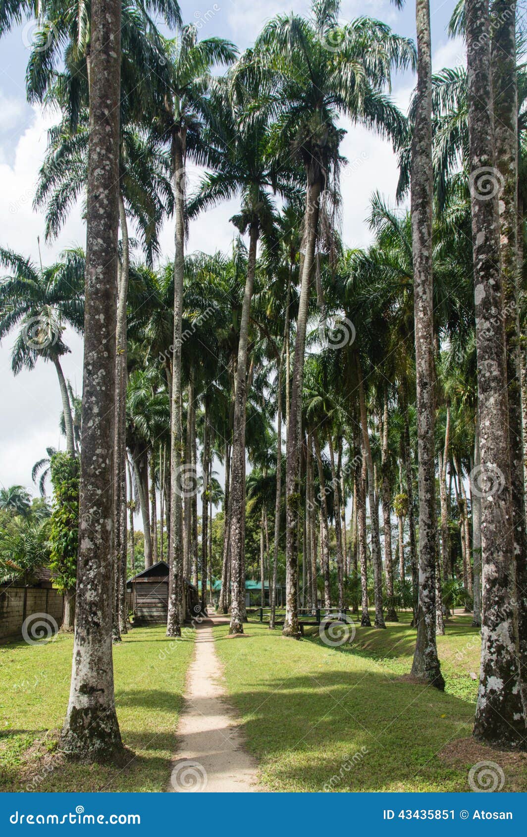 Palmentuin stock image. Image of park, palmentuin, history - 43435851