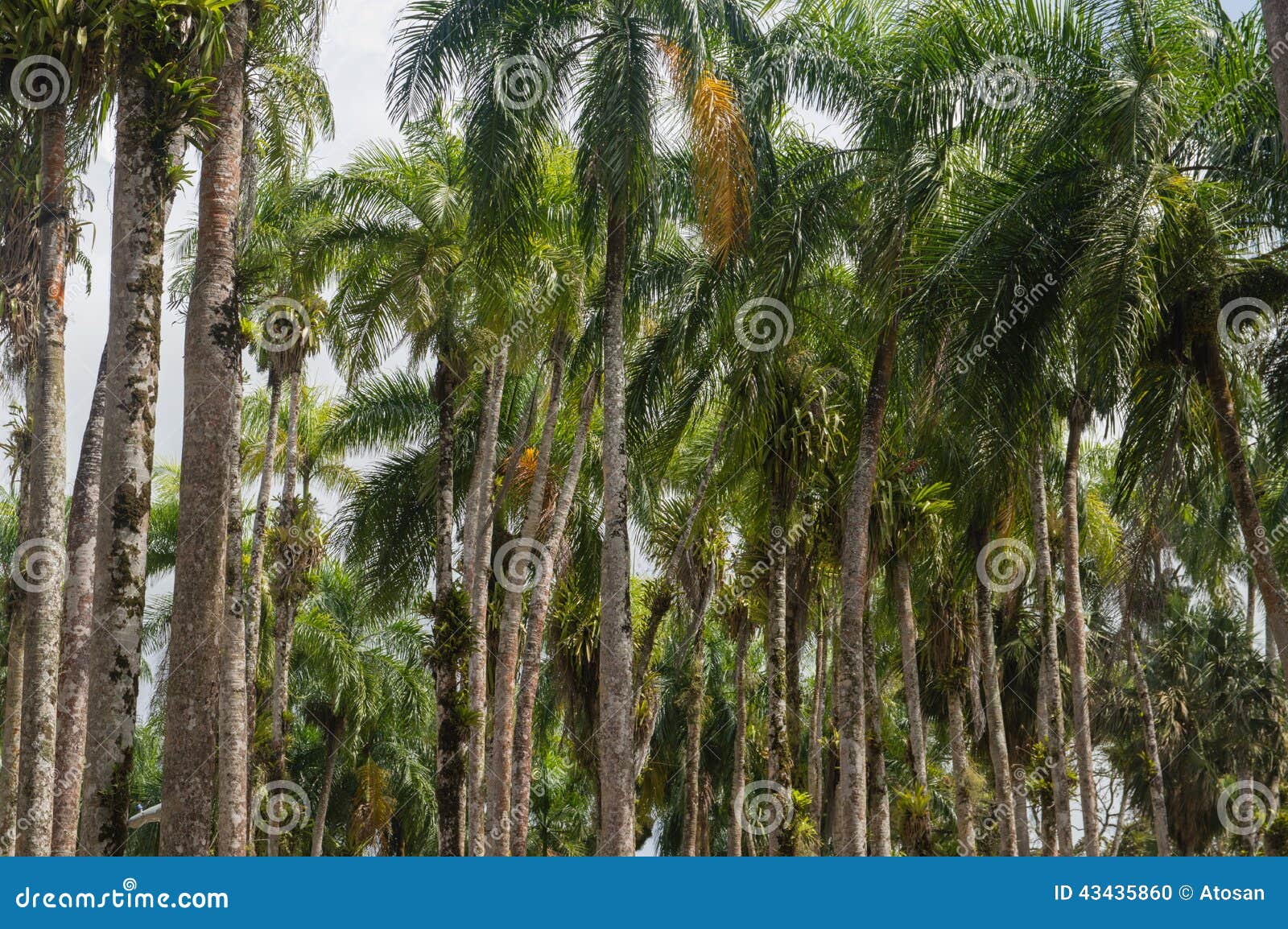 Palmentuin stock photo. Image of tree, paramaribo, famous - 43435860