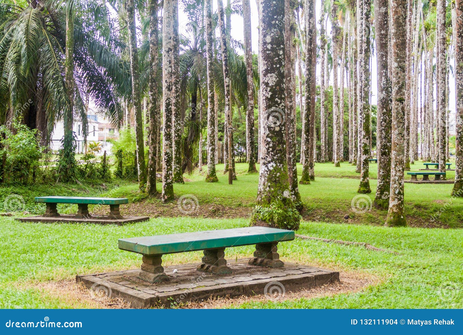 Palmentuin Park in Paramaribo Stock Photo - Image of suriname ...