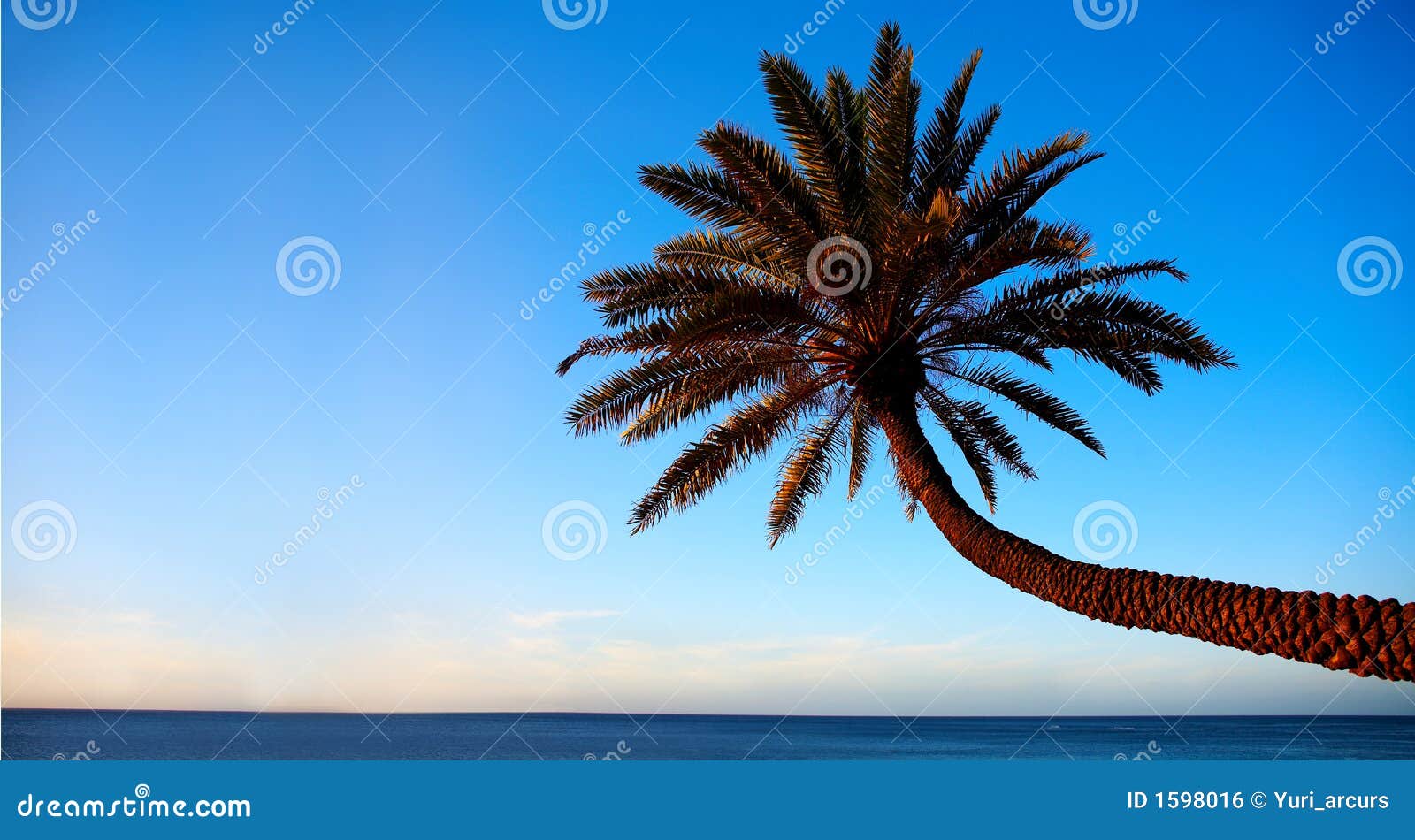 Palmera foto de archivo. Imagen de aislado, sereno, vista - 1598016