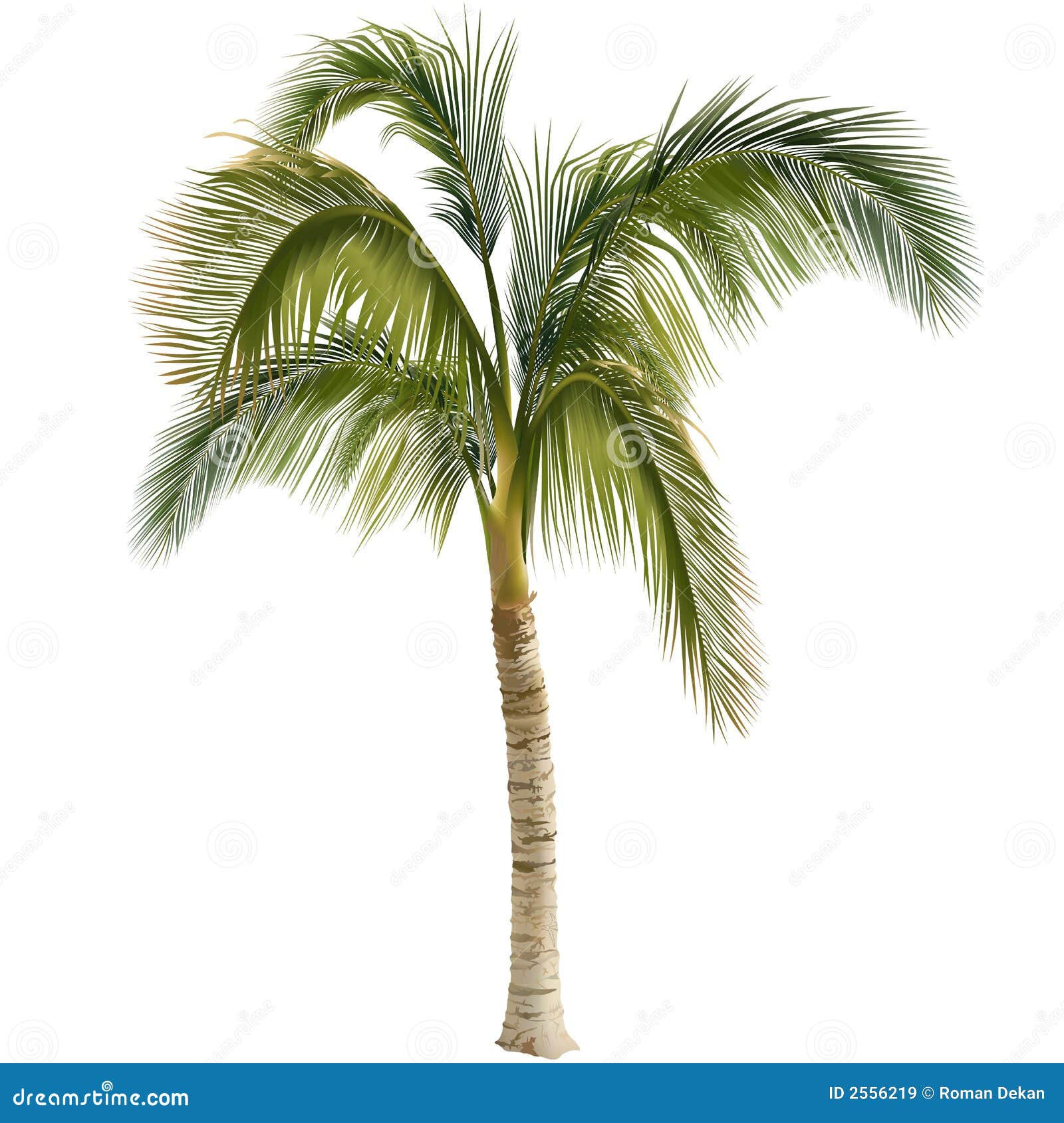 Palmera ilustración del vector. Ilustración de hoja, tropical - 2556219