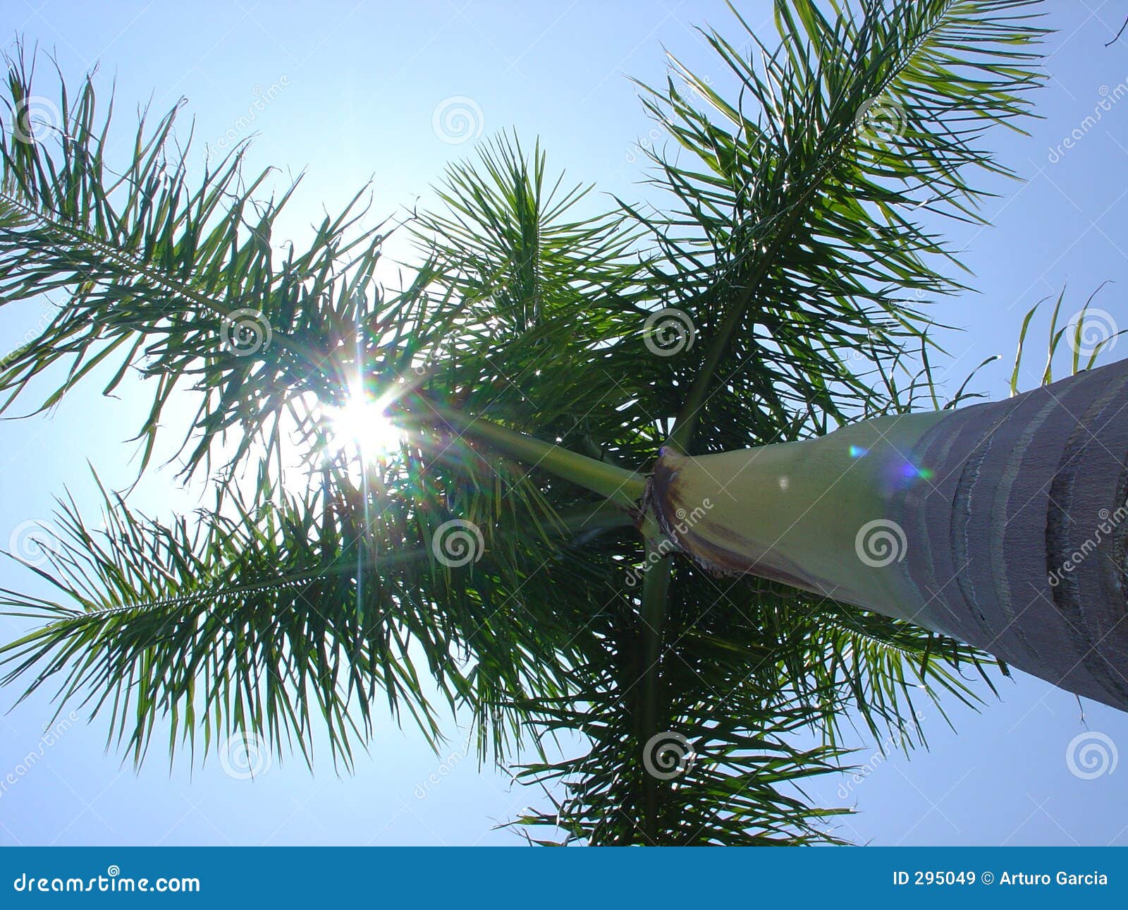 Palmera stock image. Image of playa, existen, tambi, ciudades - 295049
