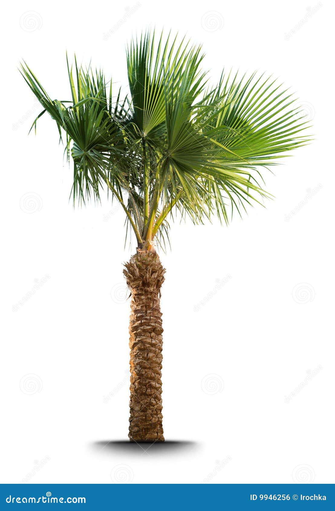 Palmera foto de archivo. Imagen de caliente, hermoso, fronda - 9946256