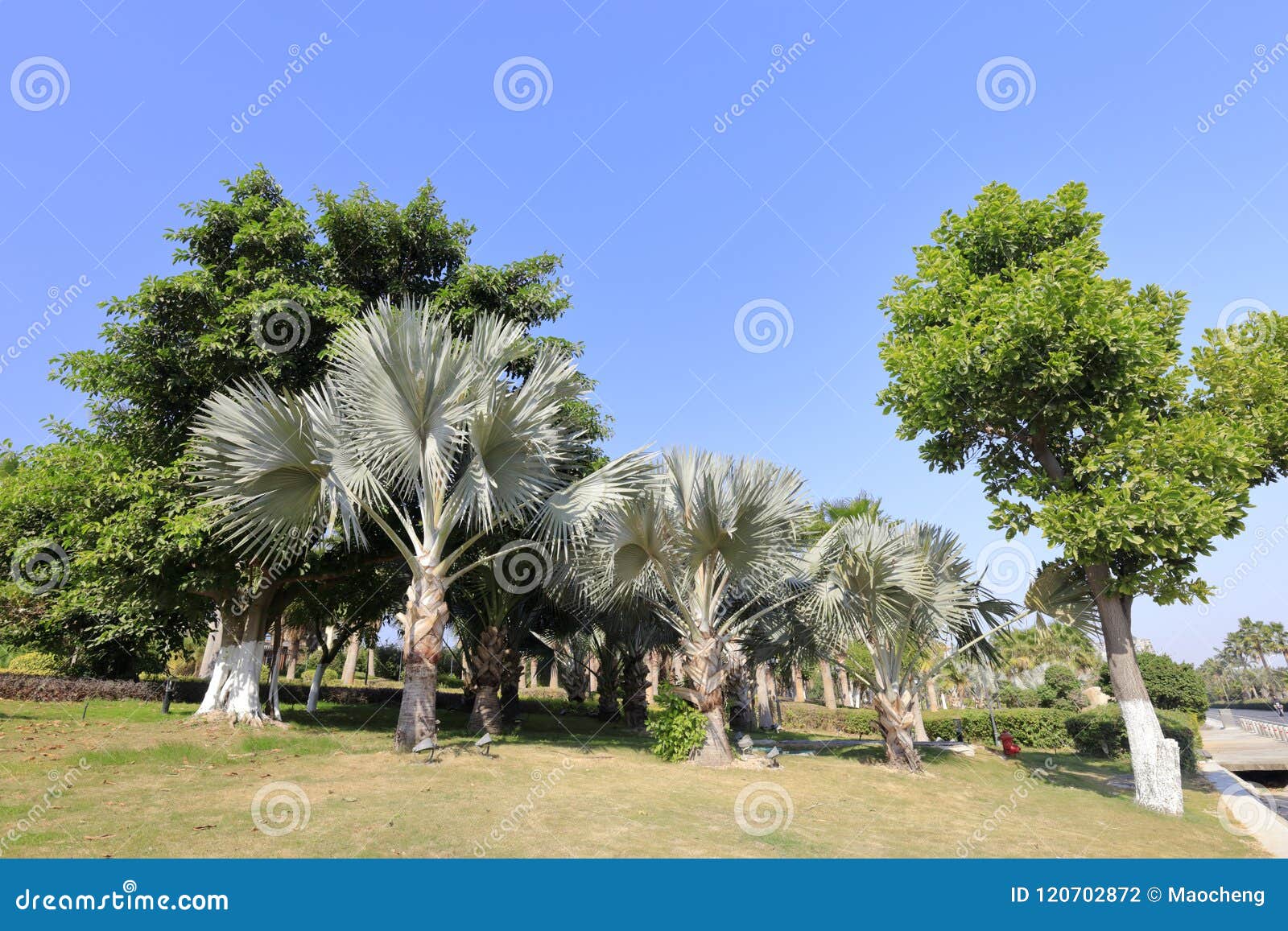 Palmera, adobe rgb foto de archivo. Imagen de arboleda - 120702872