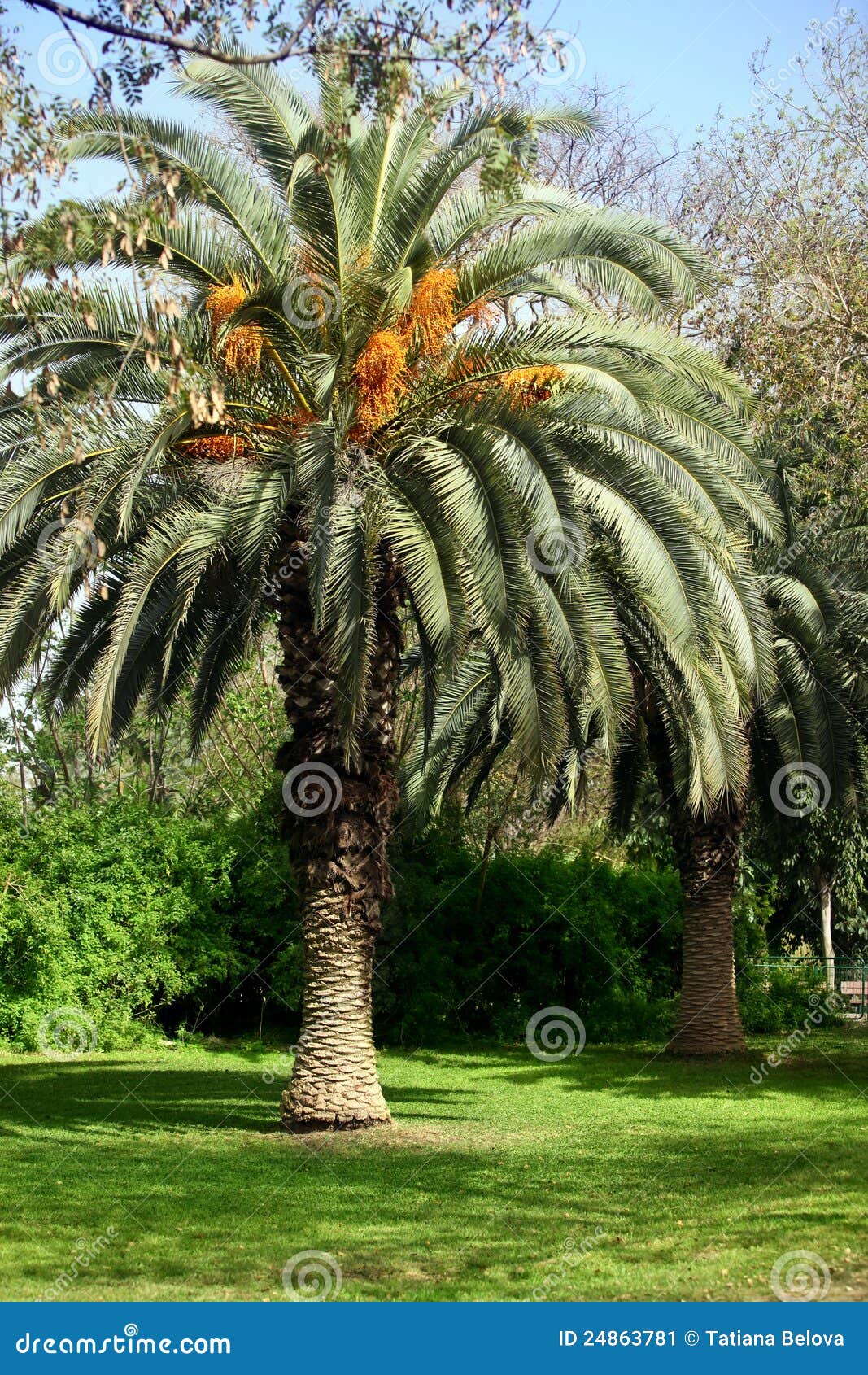 Palmera - Arecaceae imagen de archivo. Imagen de alto - 24863781