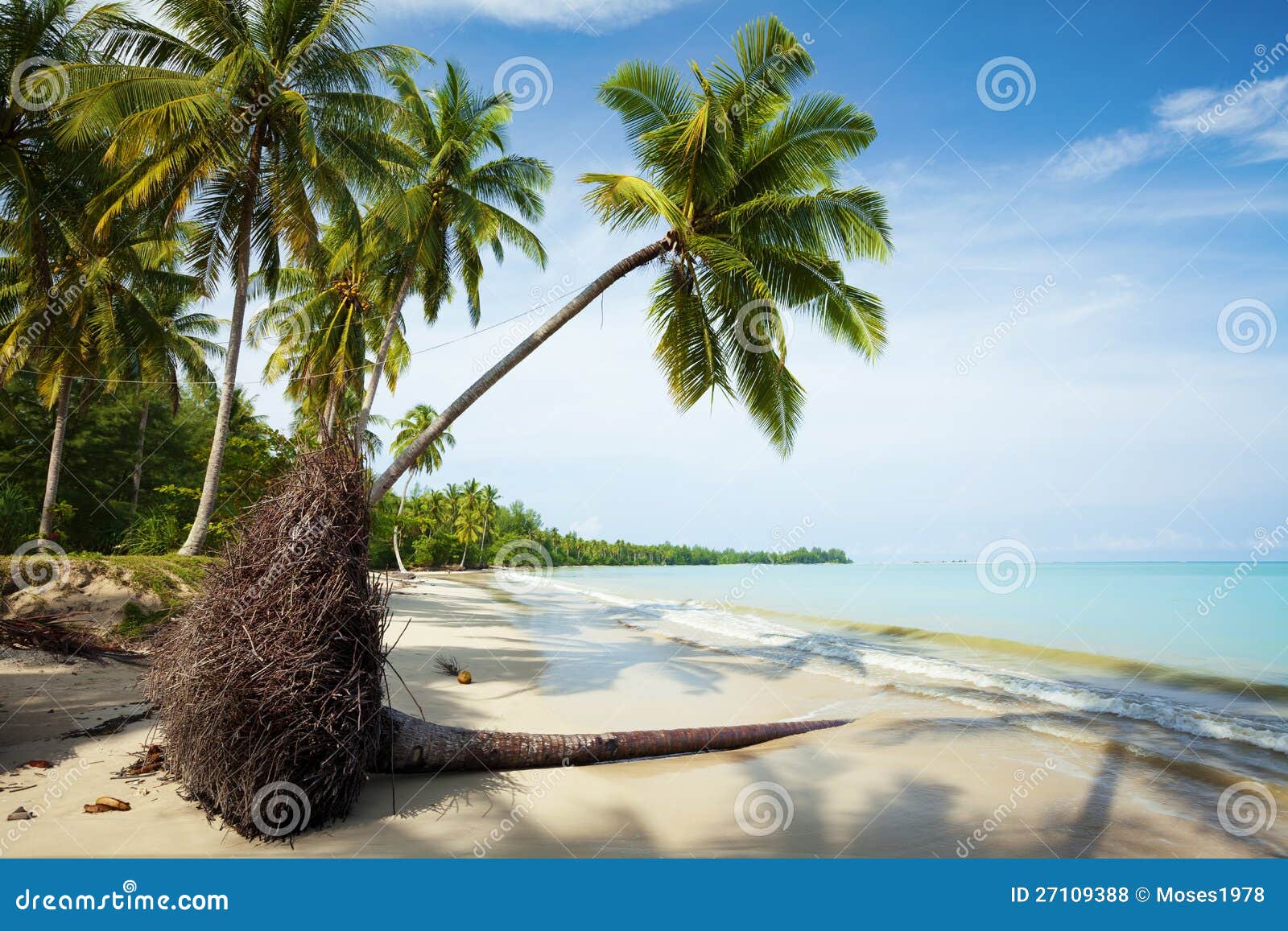Palmera caida foto de archivo. Imagen de océano, costa - 27109388