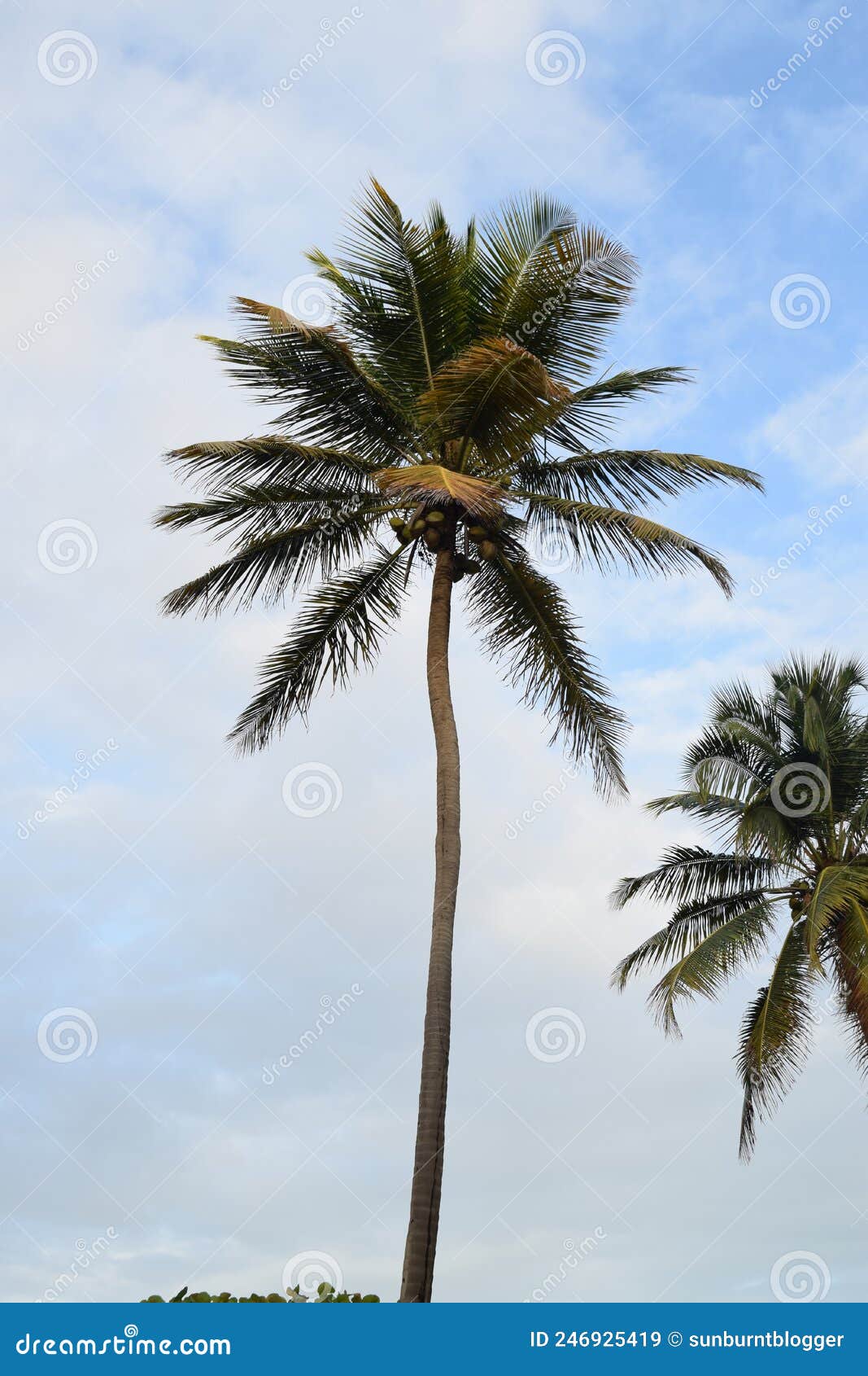 Palmera Con Coco En Puerto Rico Imagen de archivo - Imagen de rico ...