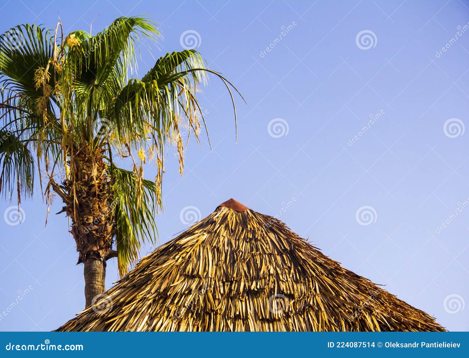 Palmera Con Techo De Hojas De Palma Foto de archivo - Imagen de imagen ...