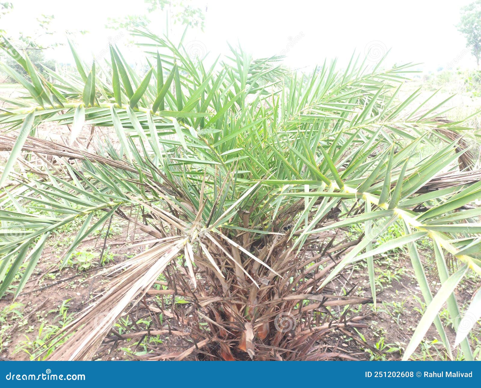 Palmera de color verde foto de archivo. Imagen de color - 251202608