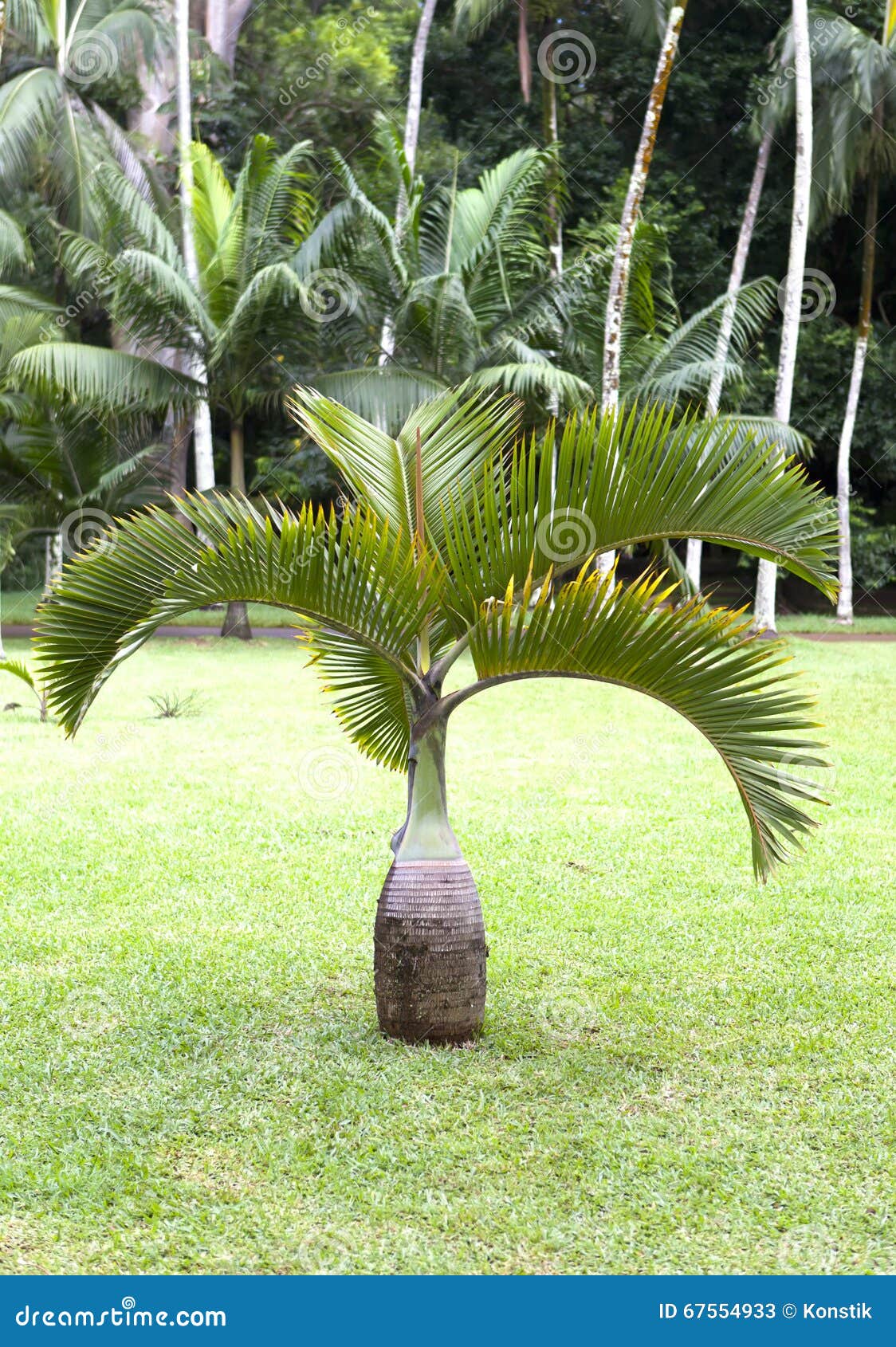 Palmera De La Botella (Hyophorbe) Mauritius Imagen de archivo - Imagen ...